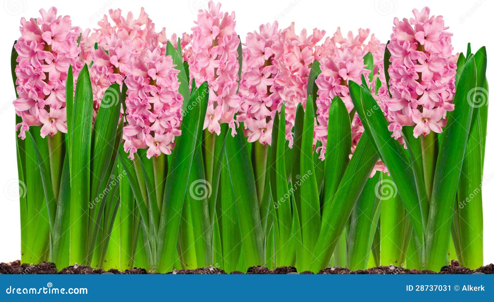 Border of Spring Pink Hyacinth Flowers Stock Image - Image of border ...