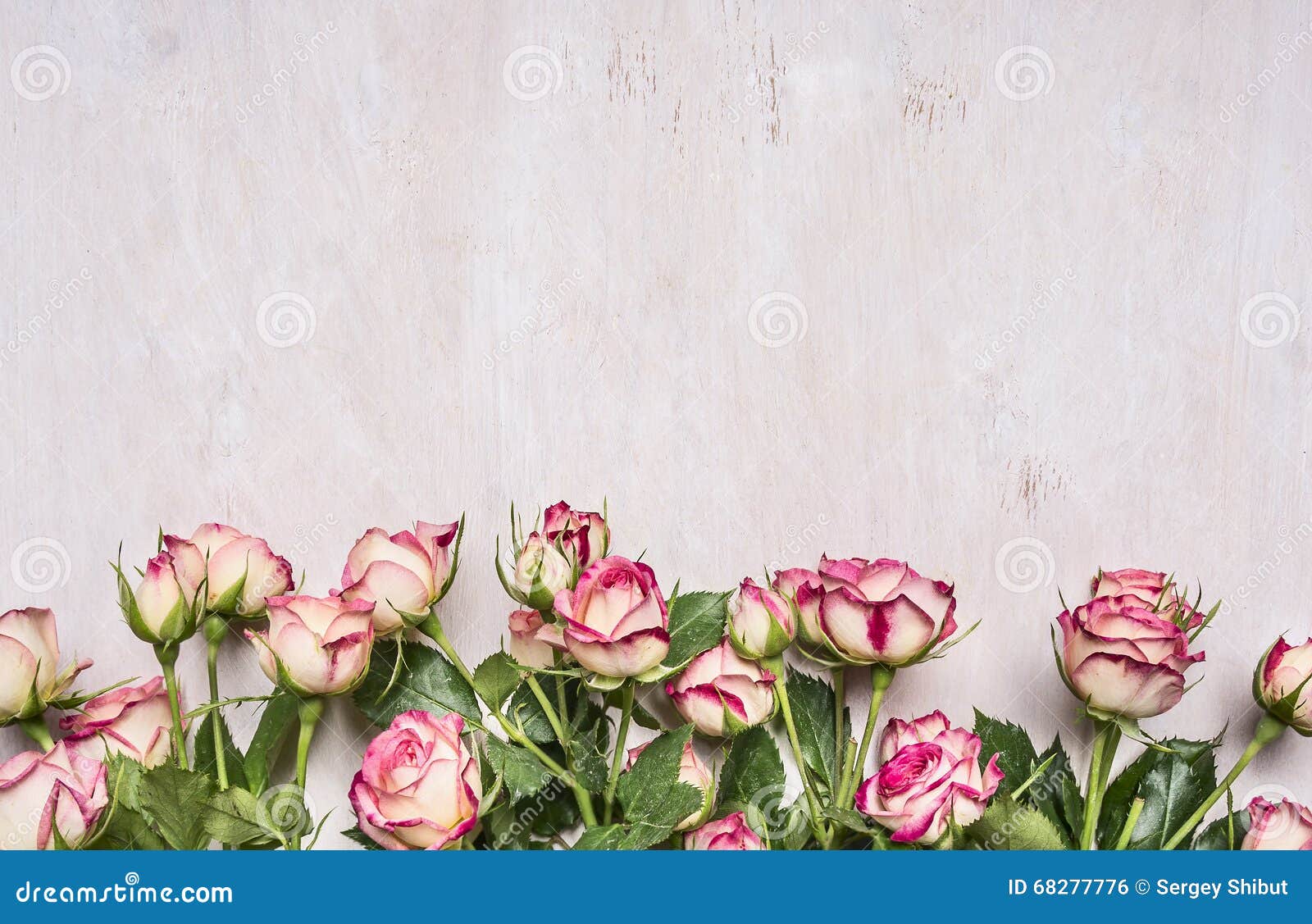 Border, Spring Shrub Roses with Leaves on the Branches Place for Text ...