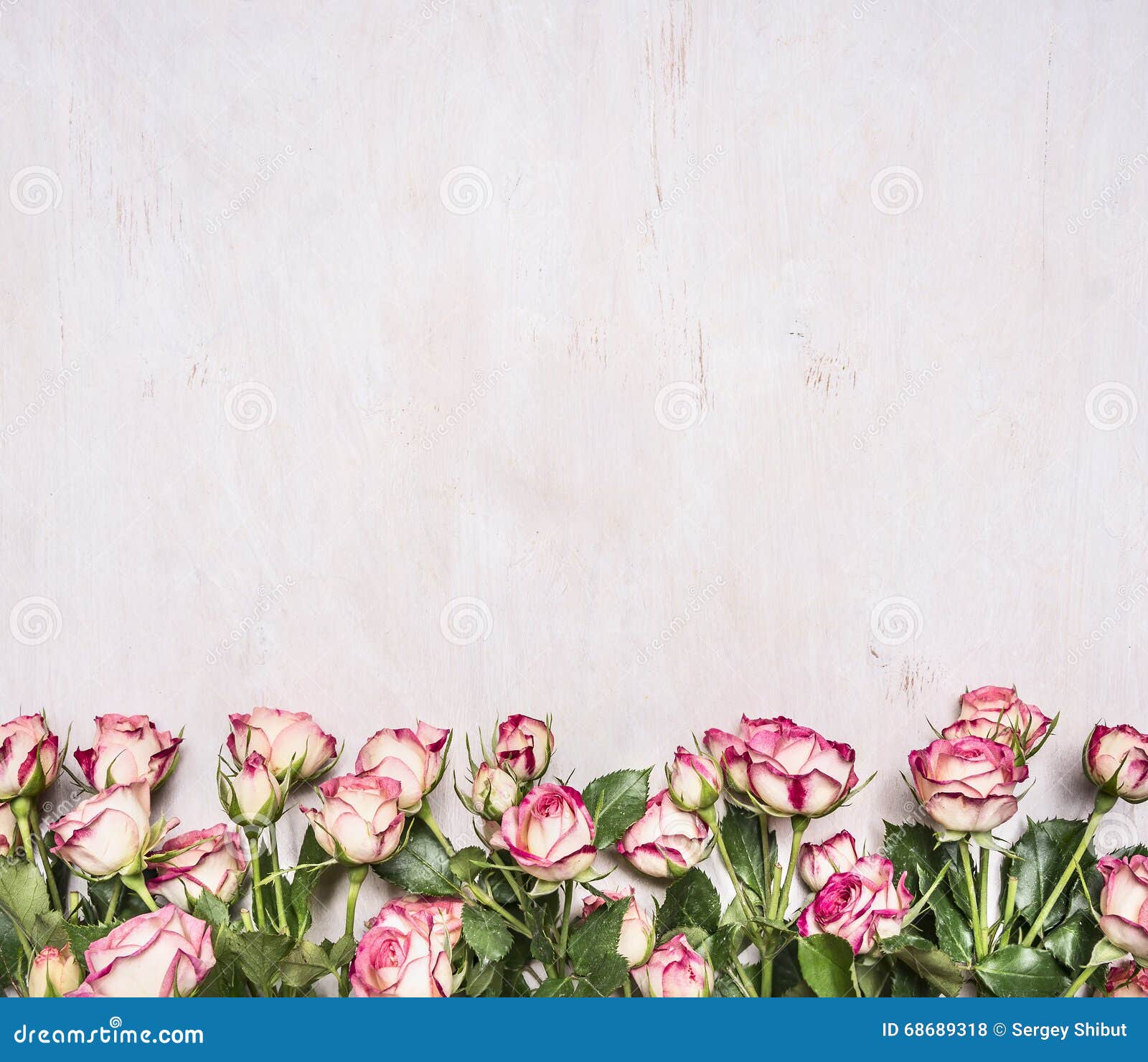 Border of Spring Spring Shrub Roses, Banner for Site Wooden Rustic ...