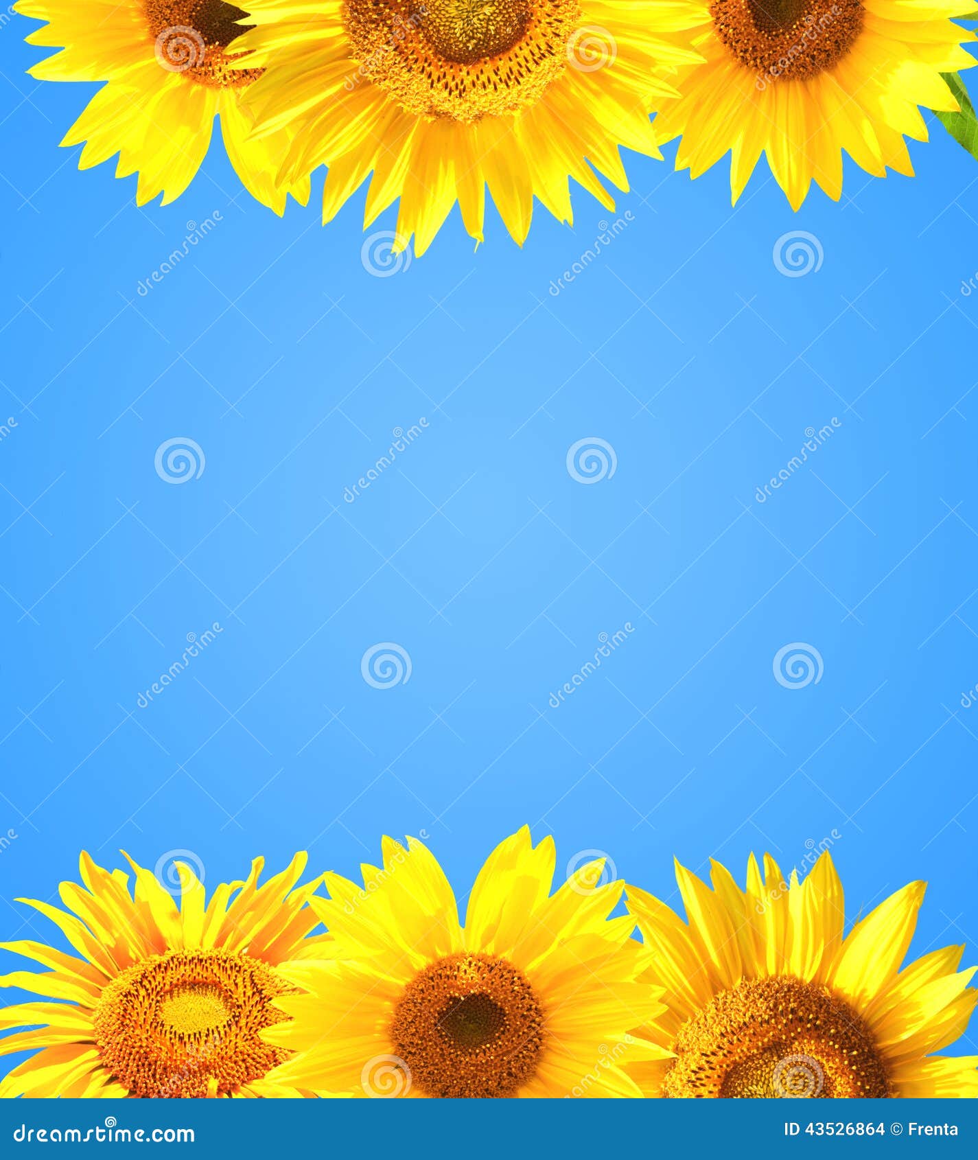 Border with sunflowers stock photo. Image of growth, isolated - 43526864
