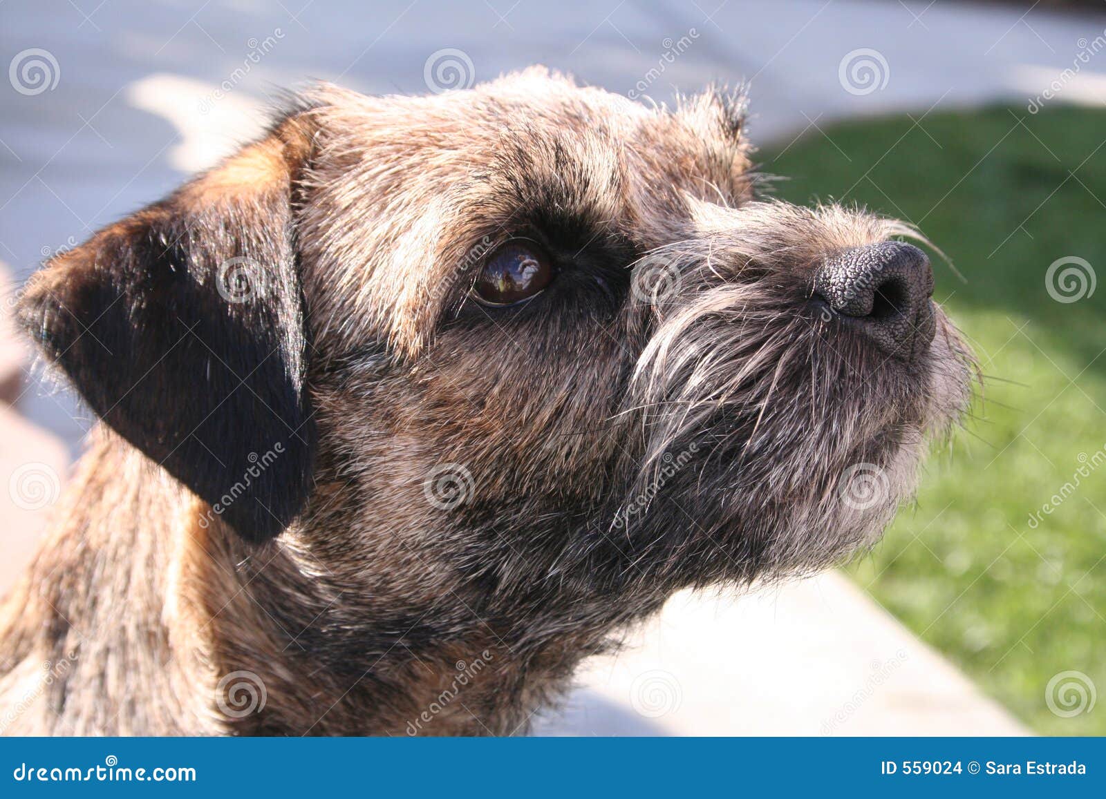 Border Terrier stock photo. Image of terrier, ears, border - 559024