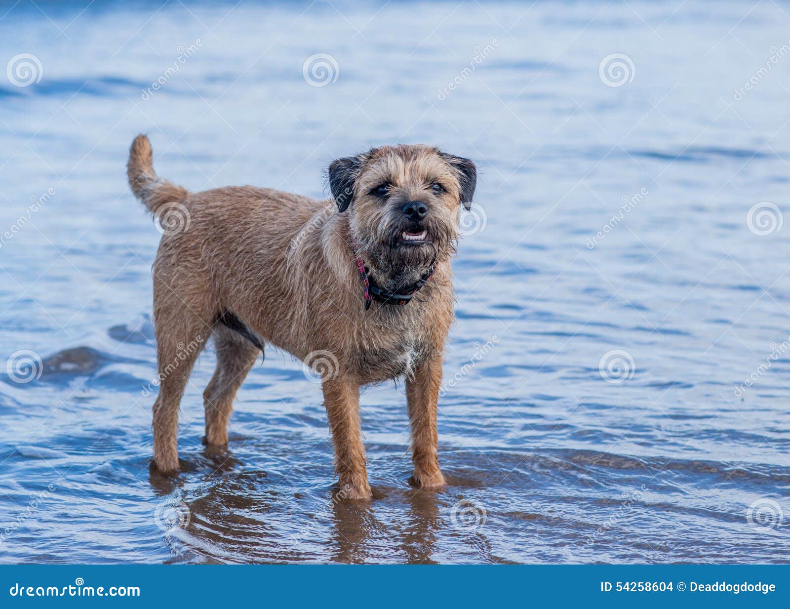Border Terrier Dog stock photo. Image of scotland, heather - 54258604