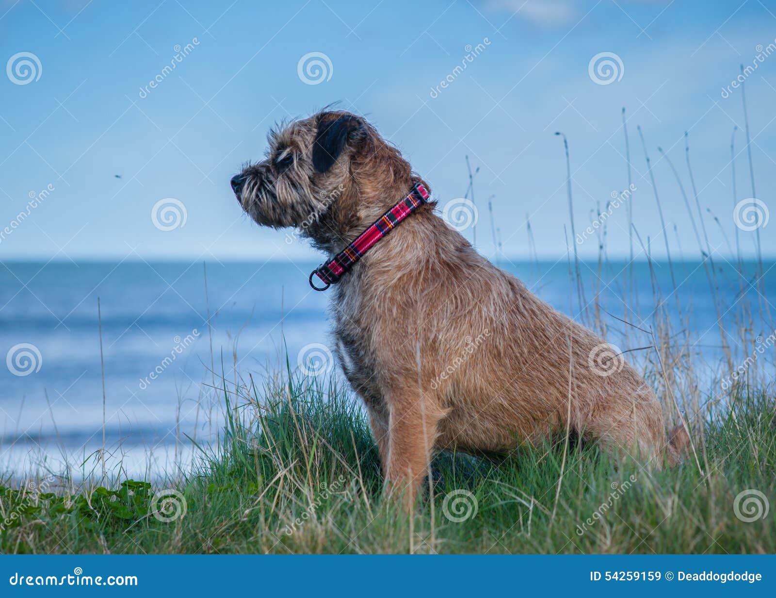 Border Terrier Dog stock image. Image of hunt, cheviot - 54259159