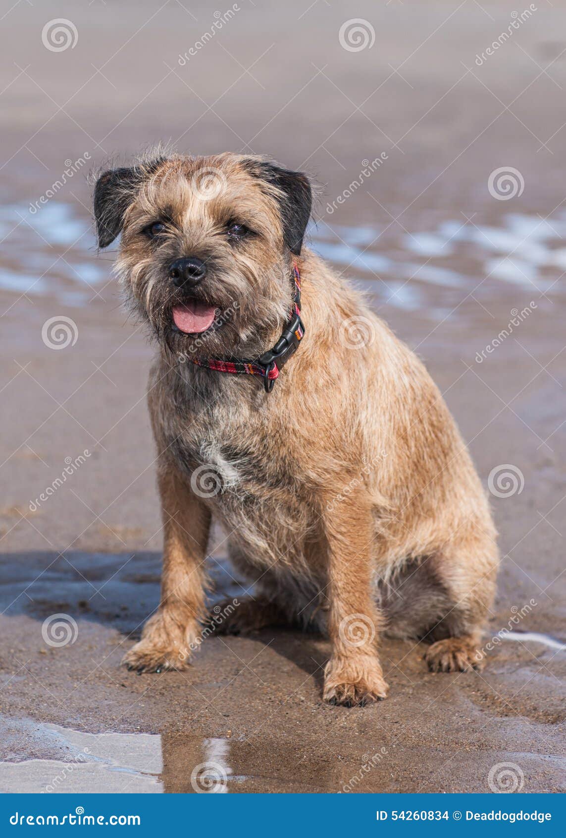 Border Terrier Dog stock photo. Image of seaside, cute - 54260834