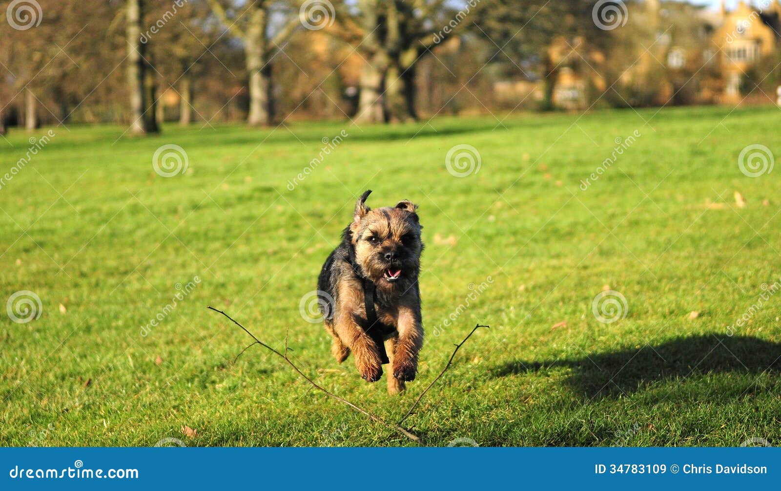 Border Terrier stock image. Image of border, play, chase - 34783109