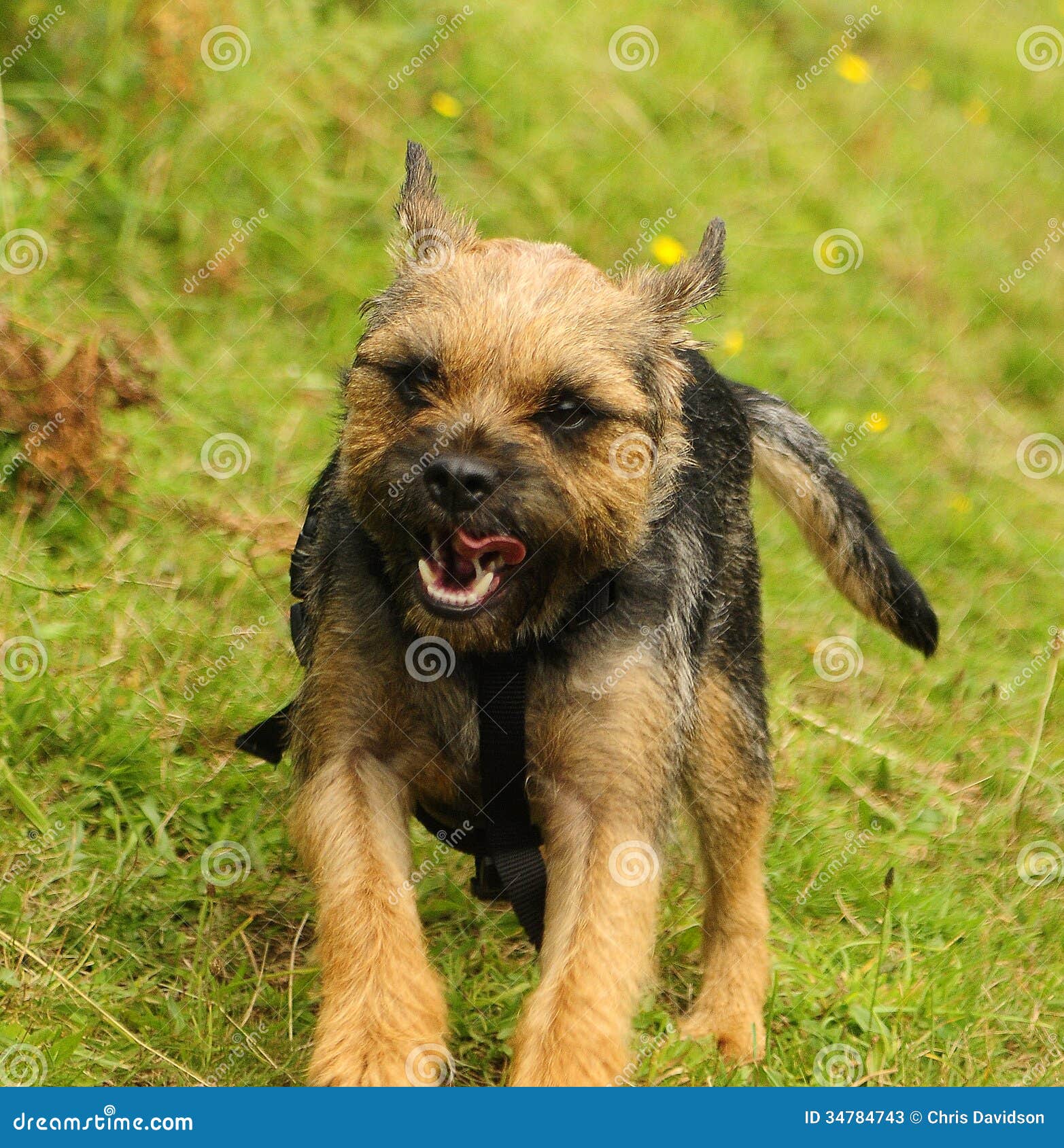 Border Terrier stock image. Image of terrier, chase, play - 34784743