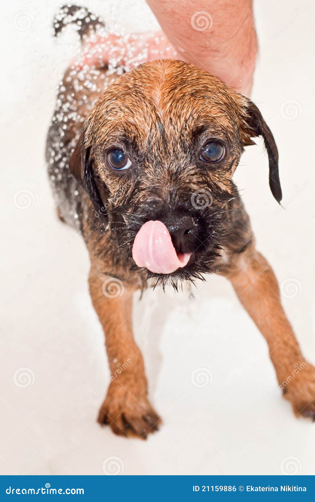 How Do You Bathe A Border Terrier