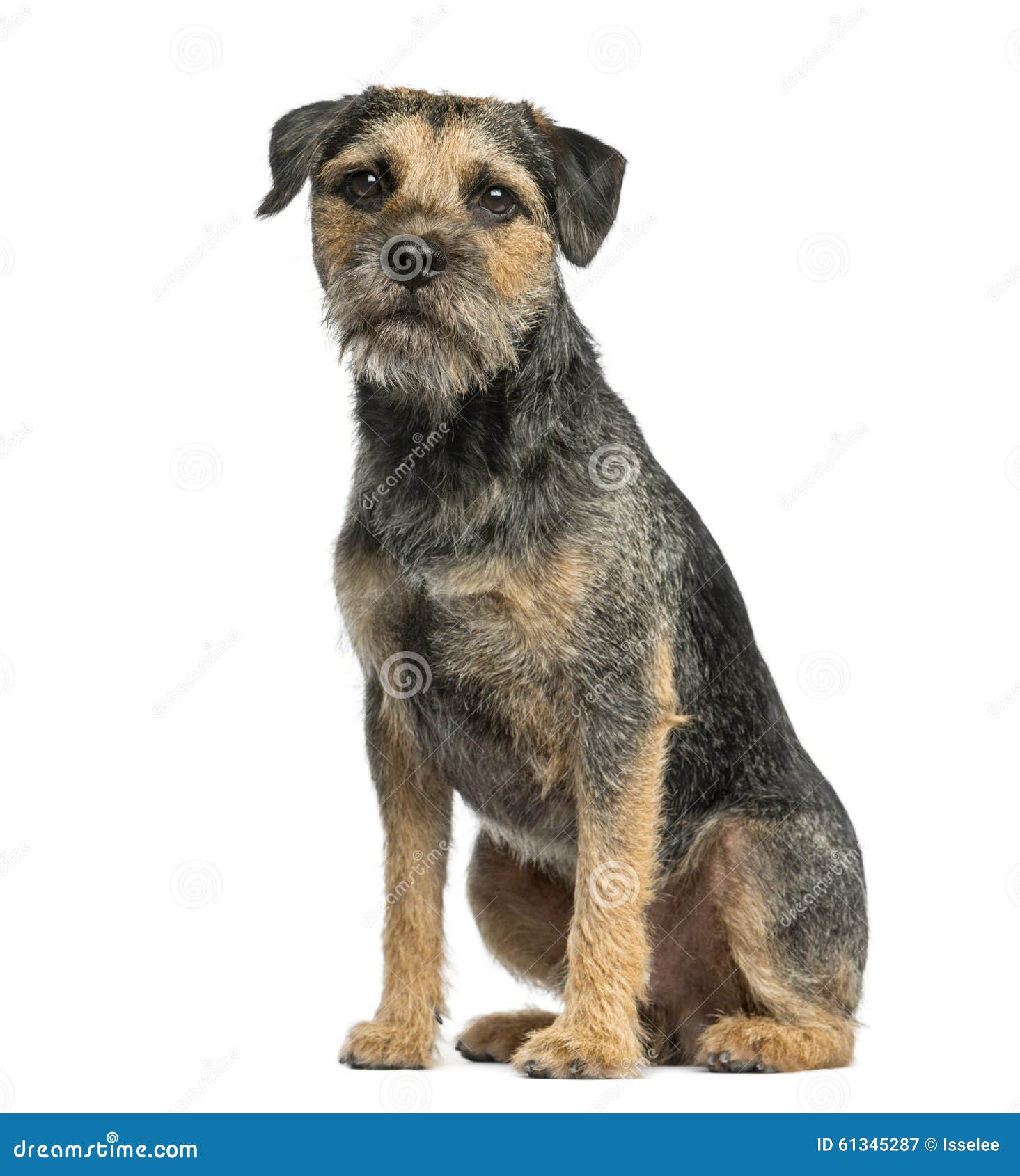 What Does A 3 Month Old Border Terrier Puppy Like To Eat