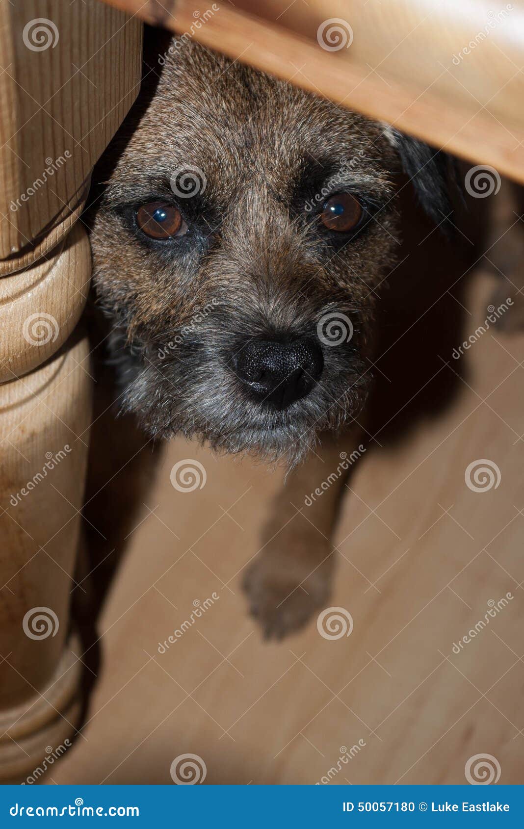 Terrier Underneath Table Stock Photos - Free & Royalty-Free Stock ...