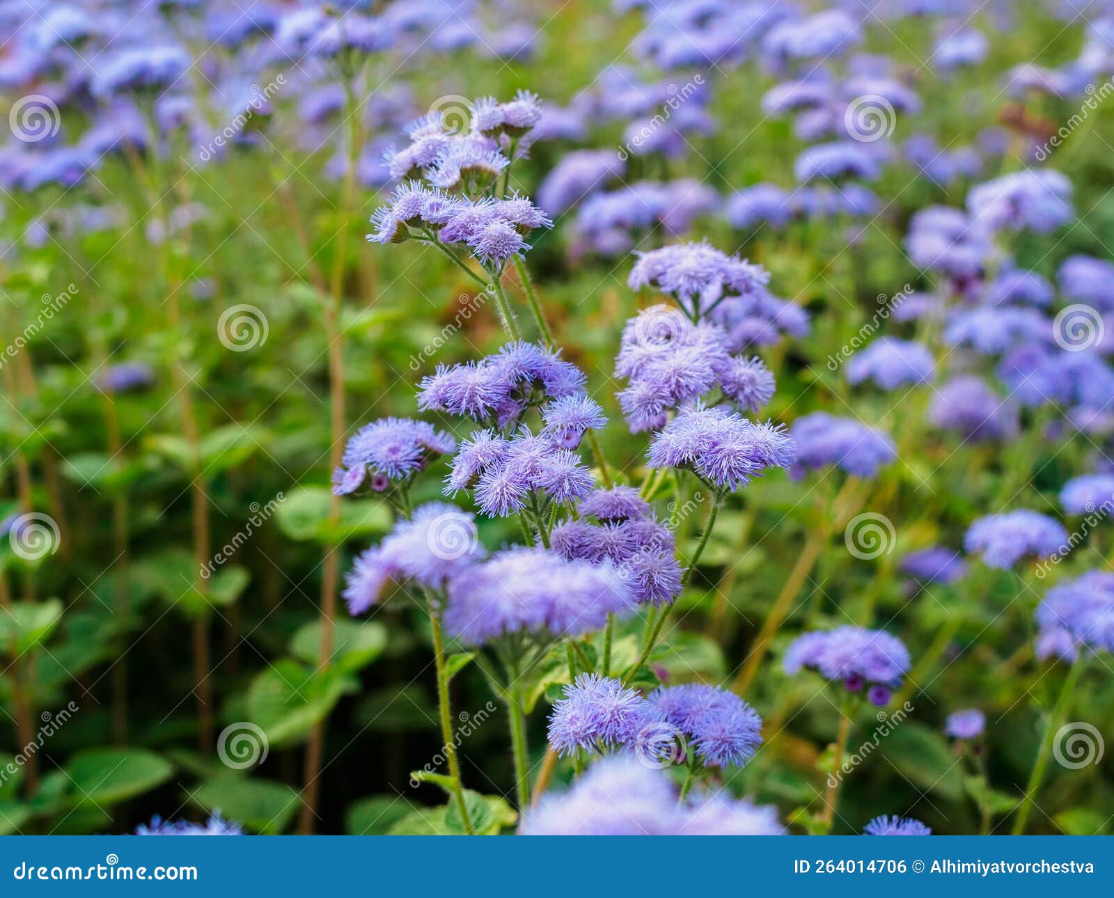 Border Undersized Flowers - Ageratum Stock Photo - Image of garden ...