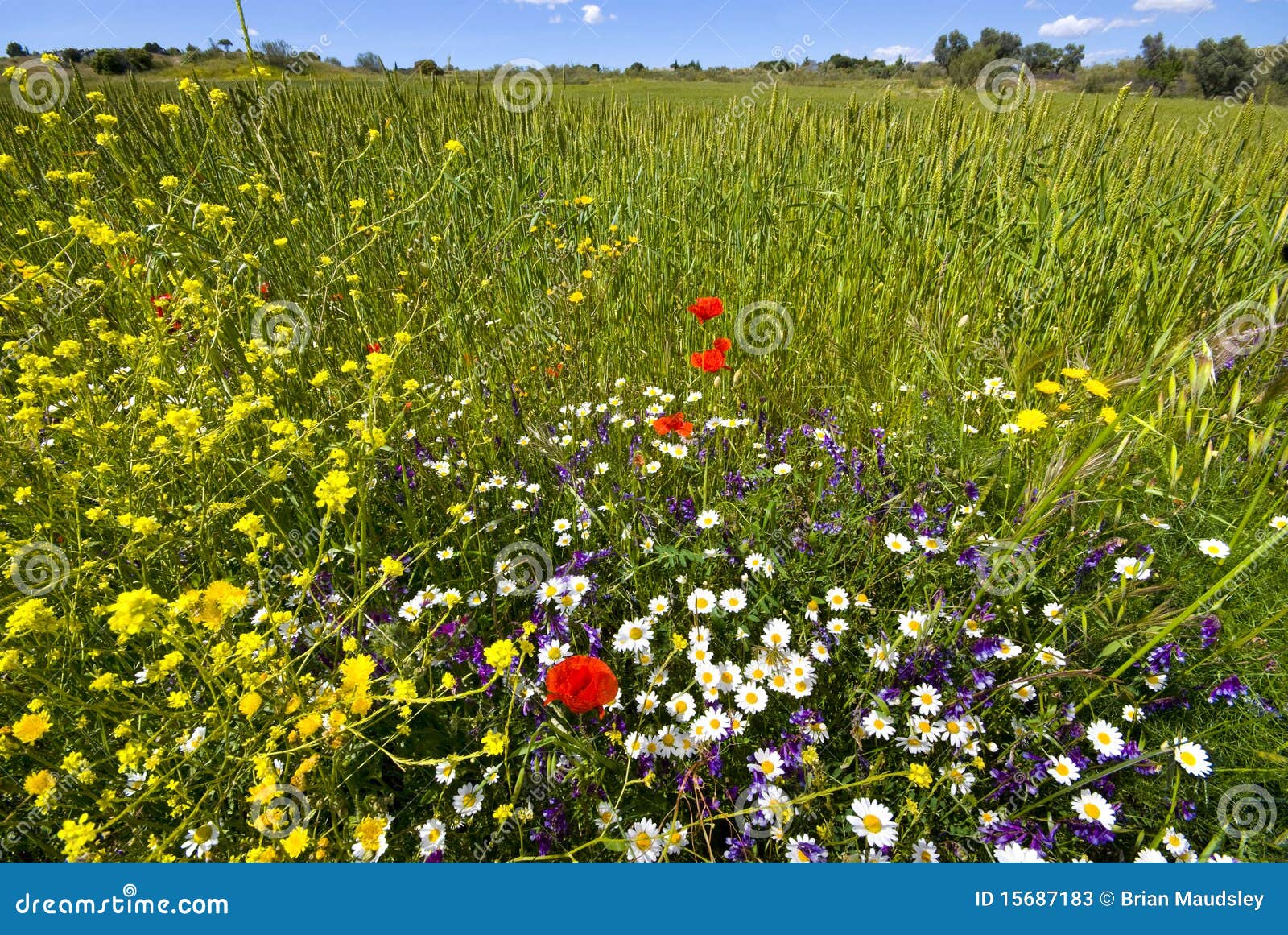 Border of Wheat Field with Wild Flowers. Stock Image - Image of wild ...