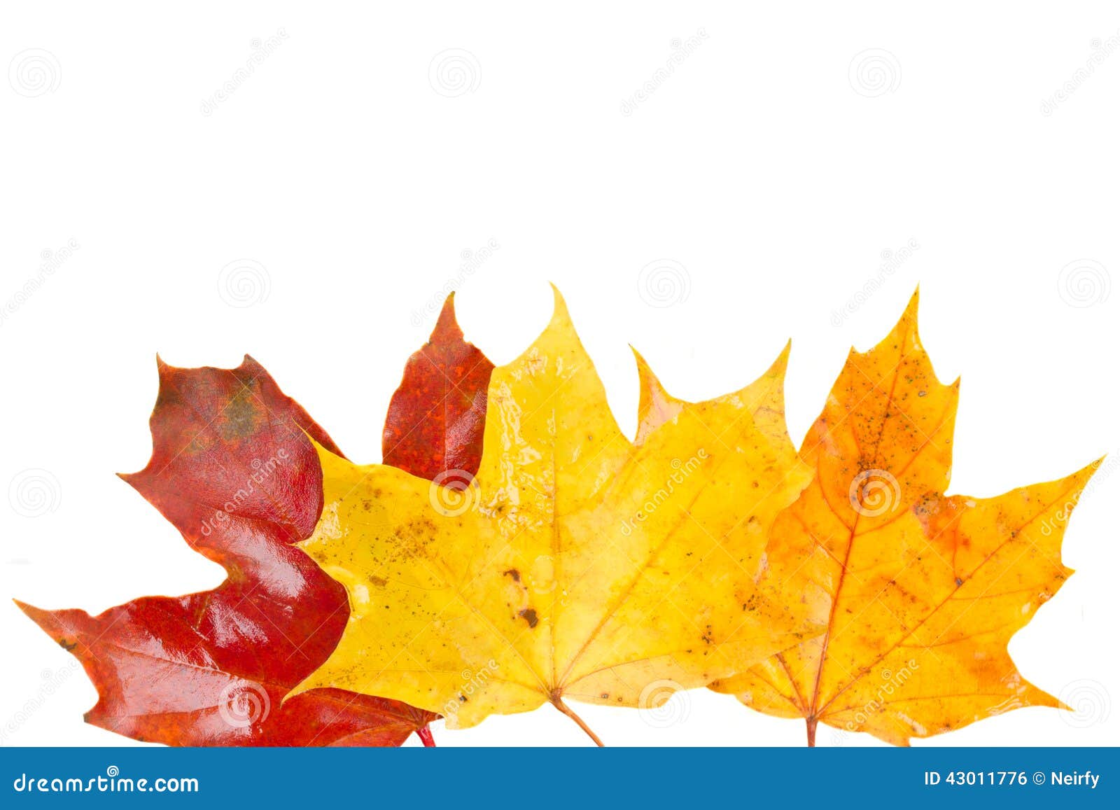 Red Fall Leaves Border