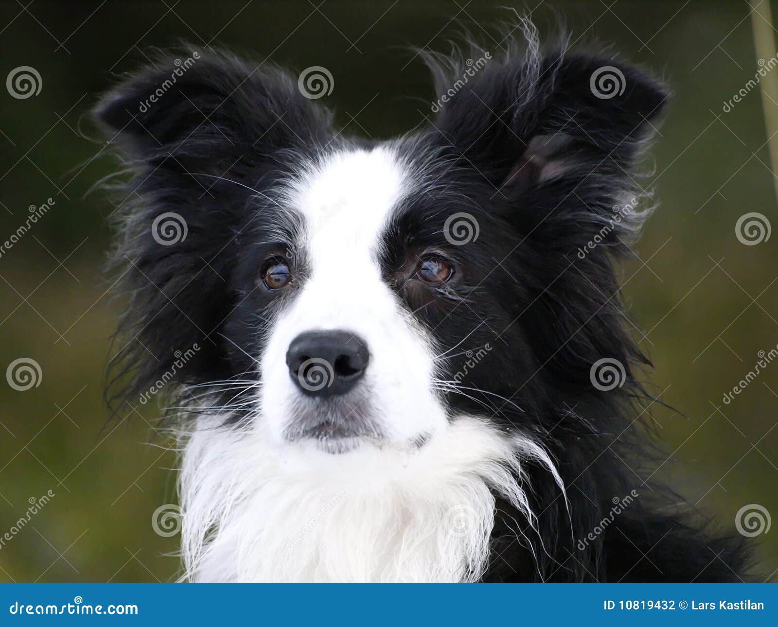 Bordercollie stock photo. Image of white, teeth, domestic - 10819432