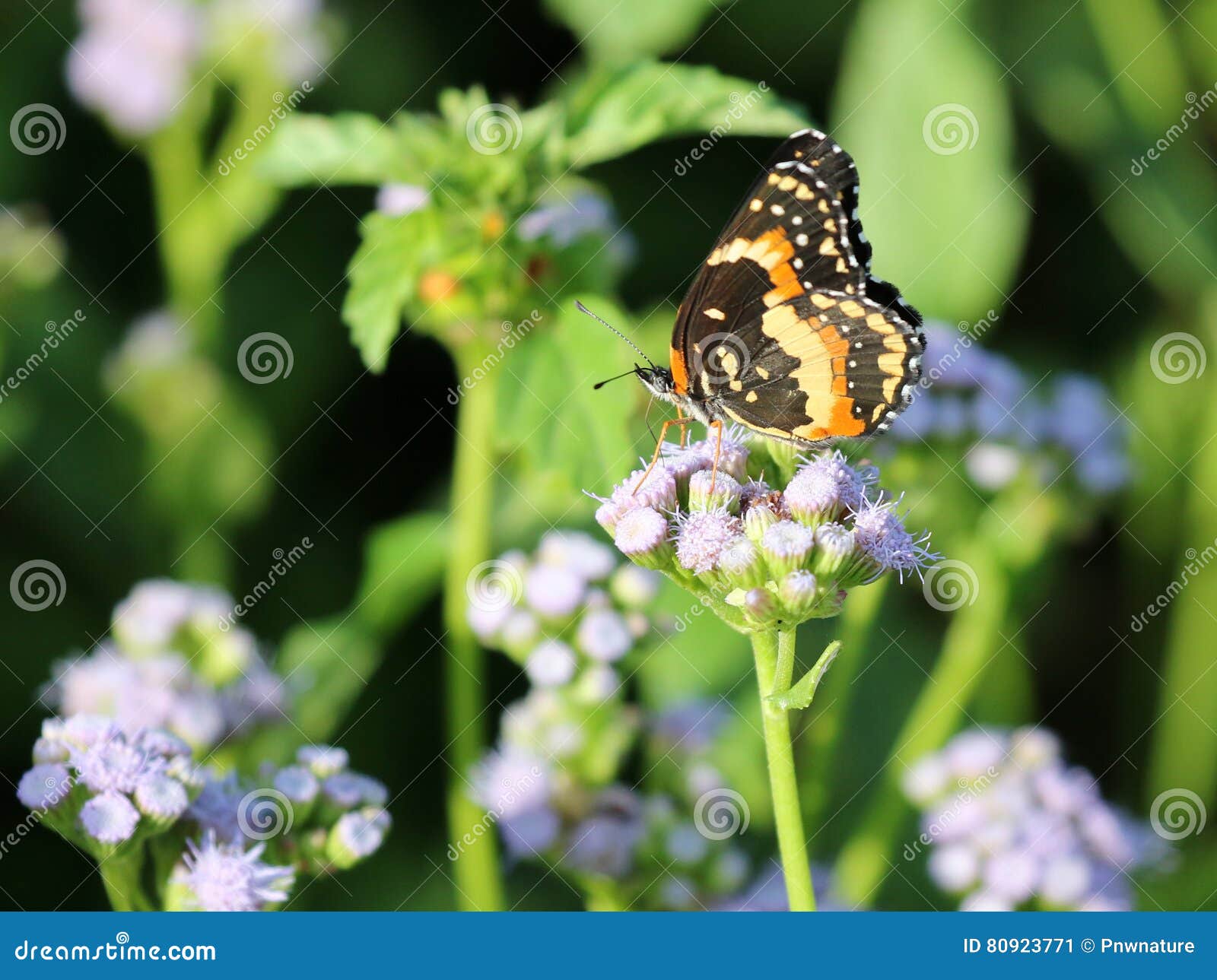 Bordered Patch Butterfly on Blue Mistflowers Stock Image - Image of ...