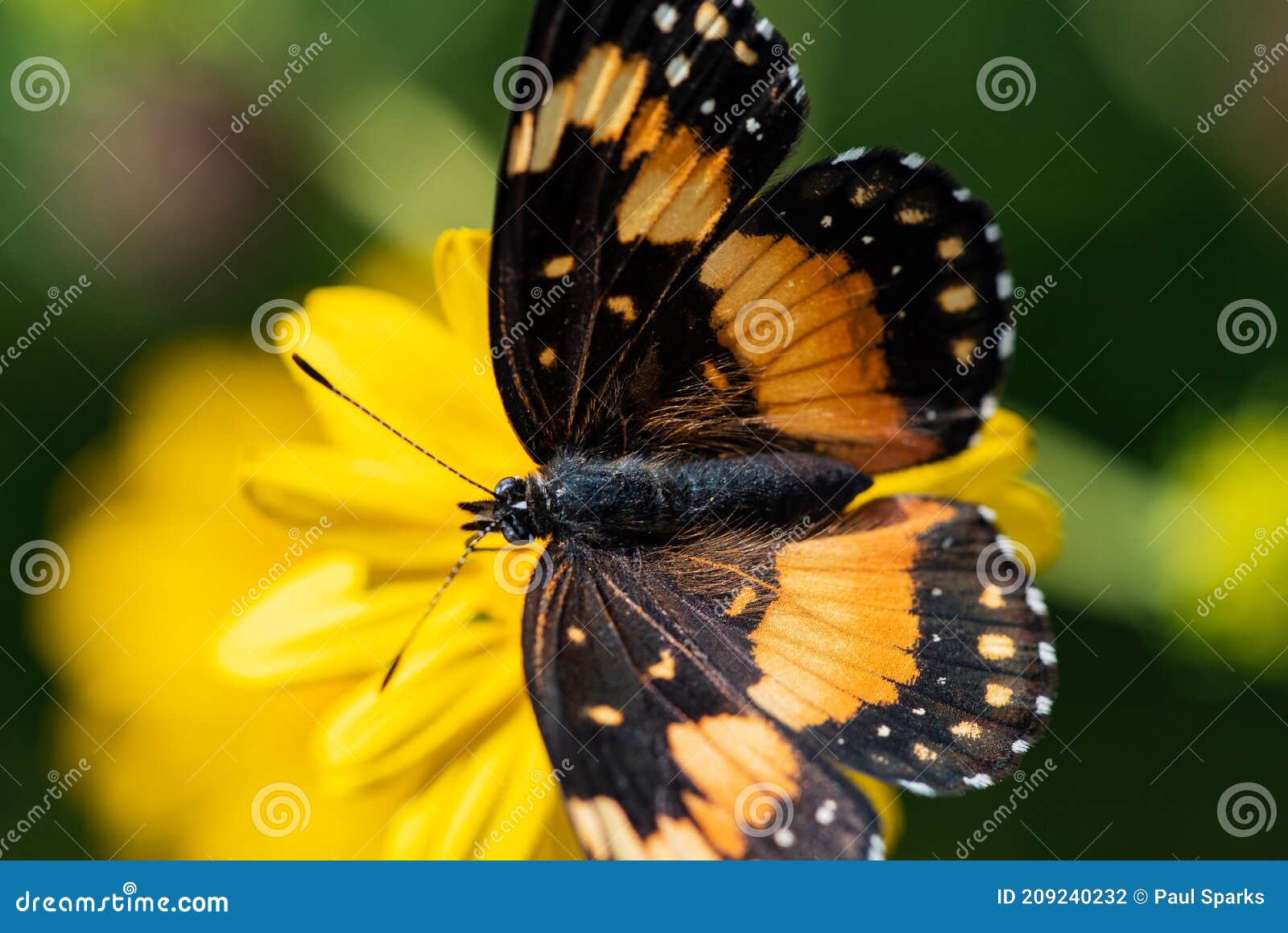 Bordered Patch stock photo. Image of butterfly, patch - 209240232