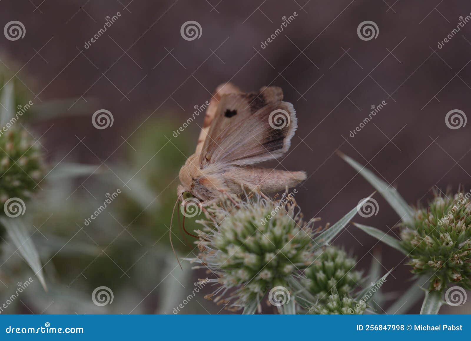 Bordered Straw Moth Pollinating a Flower Stock Photo - Image of ...