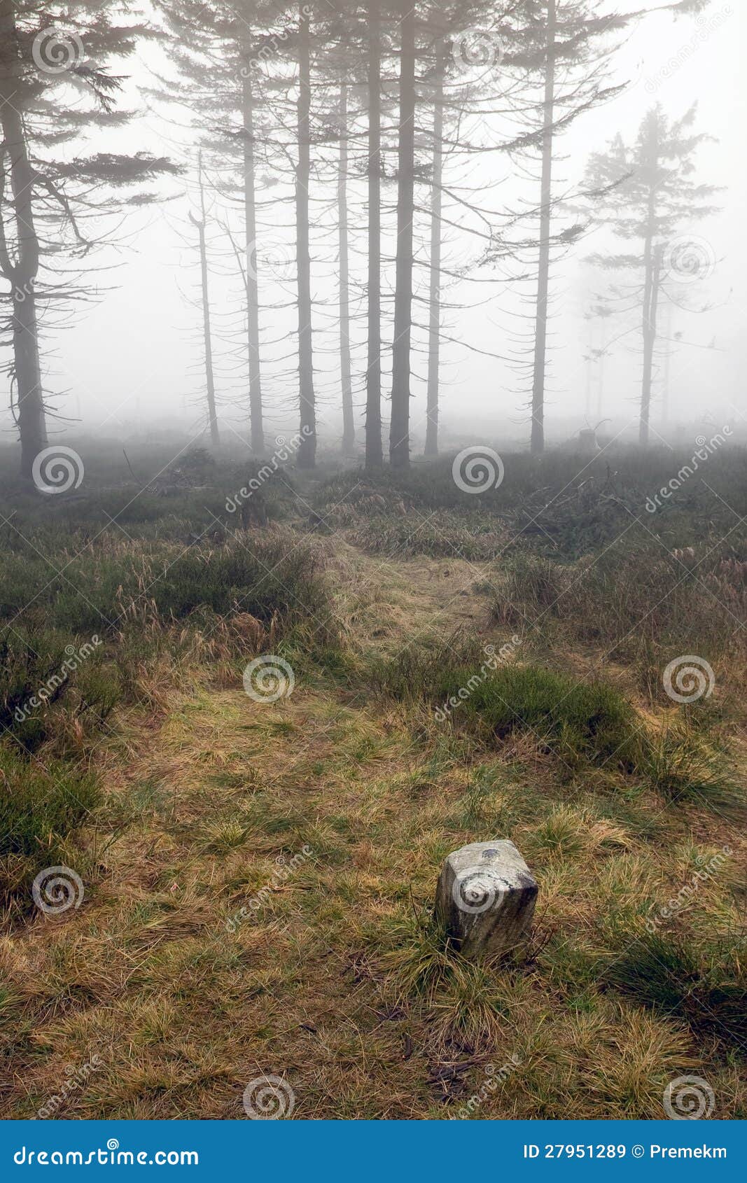 Borderline Bollard Along Footpath in Autumn Forest Stock Image - Image ...
