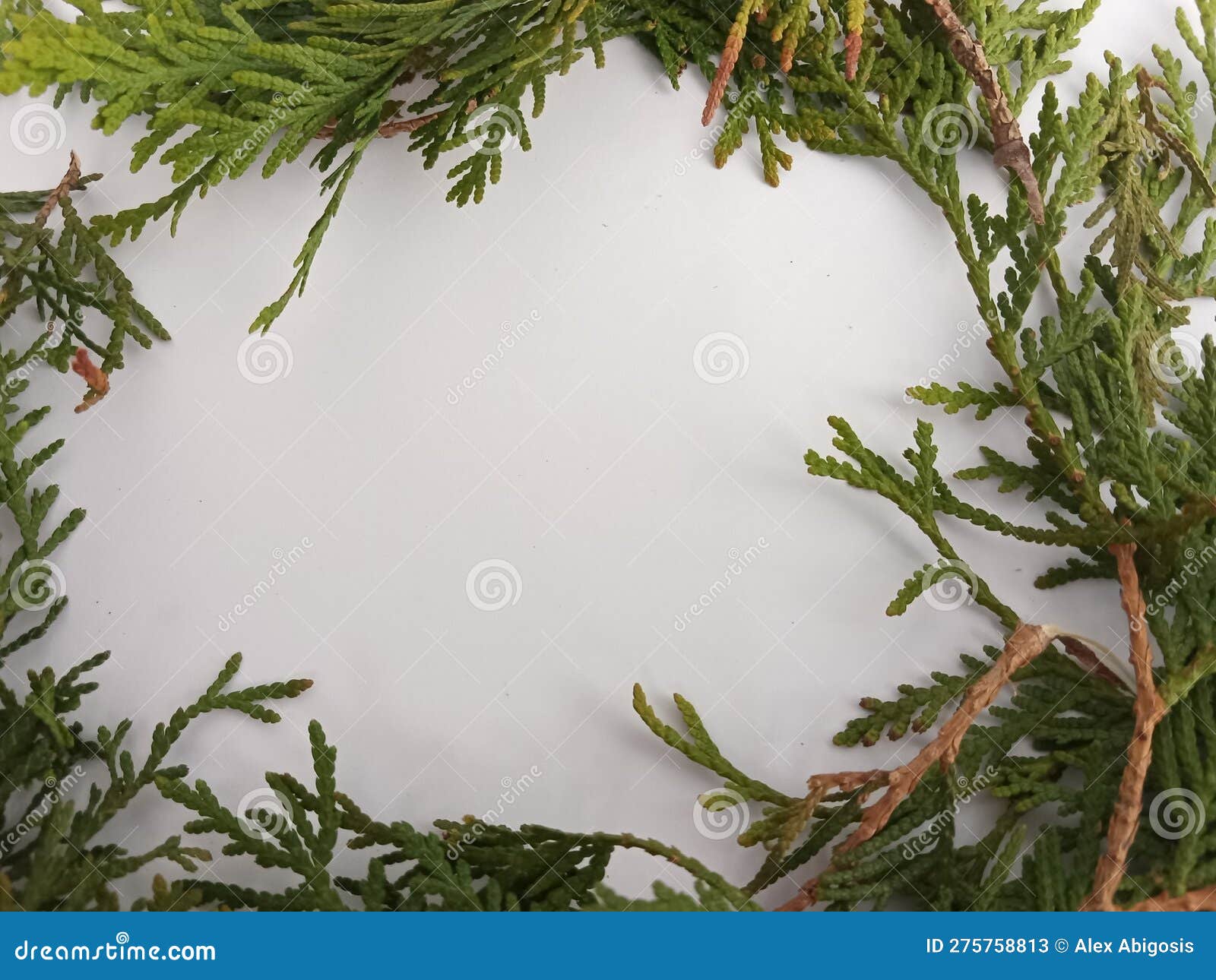 Bordes De Ramas De Cedro Verdes Sobre Fondo Blanco Imagen de archivo ...