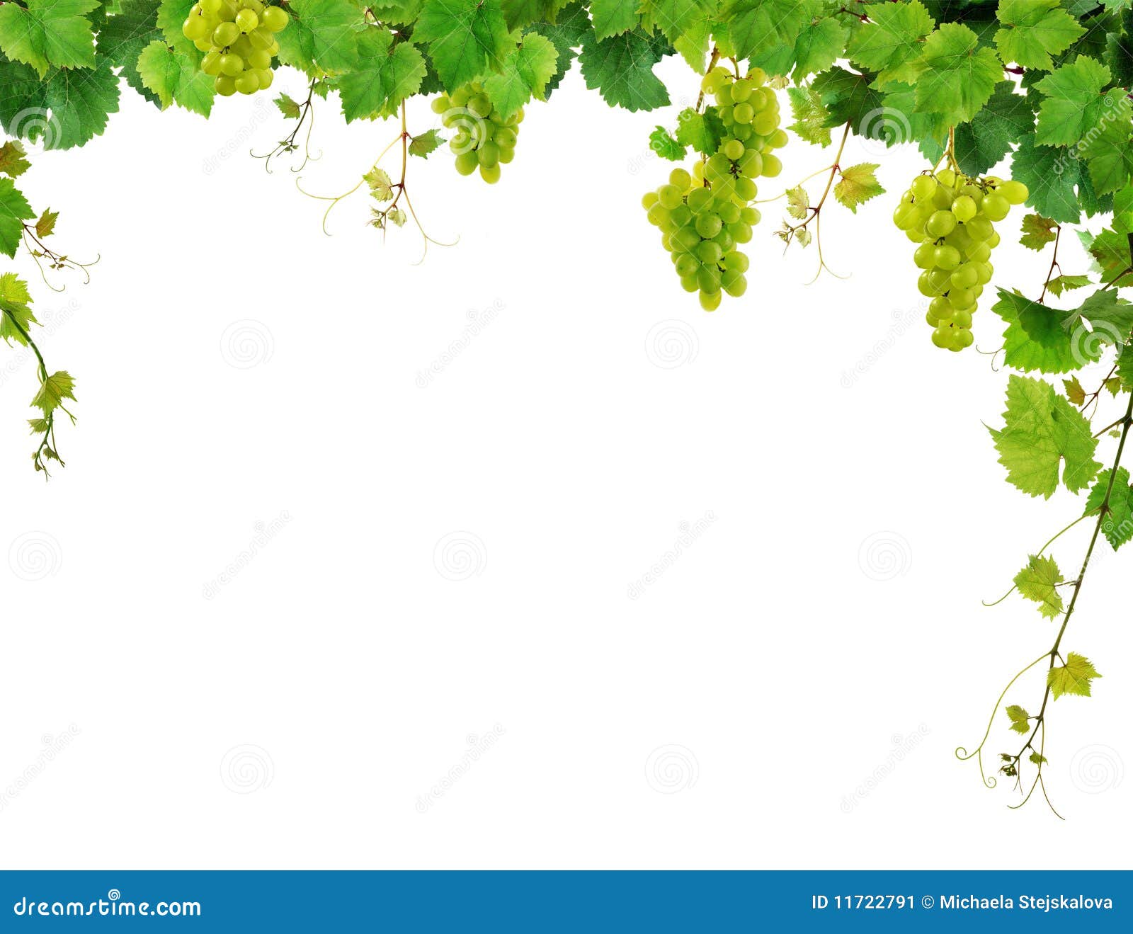 Bordo Della Vigna Con L'uva Immagine Stock - Immagine di agricoltura ...