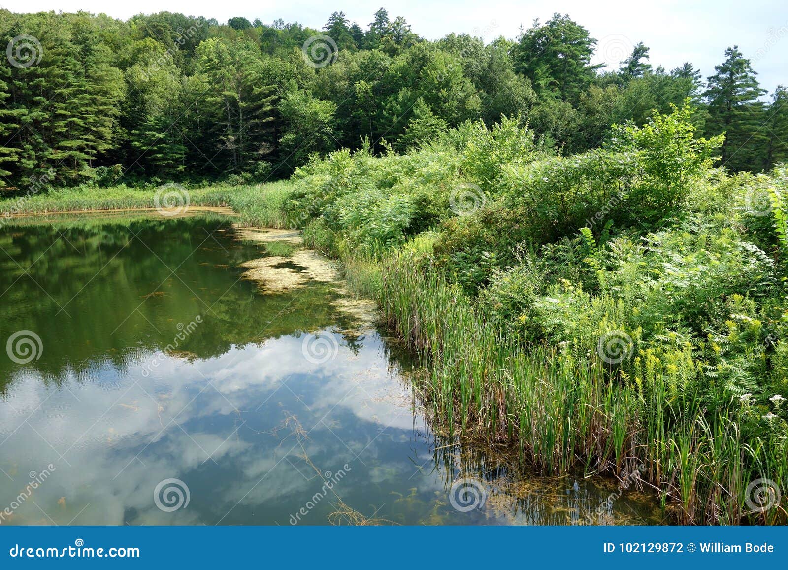 Un Ecosistema Dello Stagno Foto Stock - Download 118 Royalty Free Photos