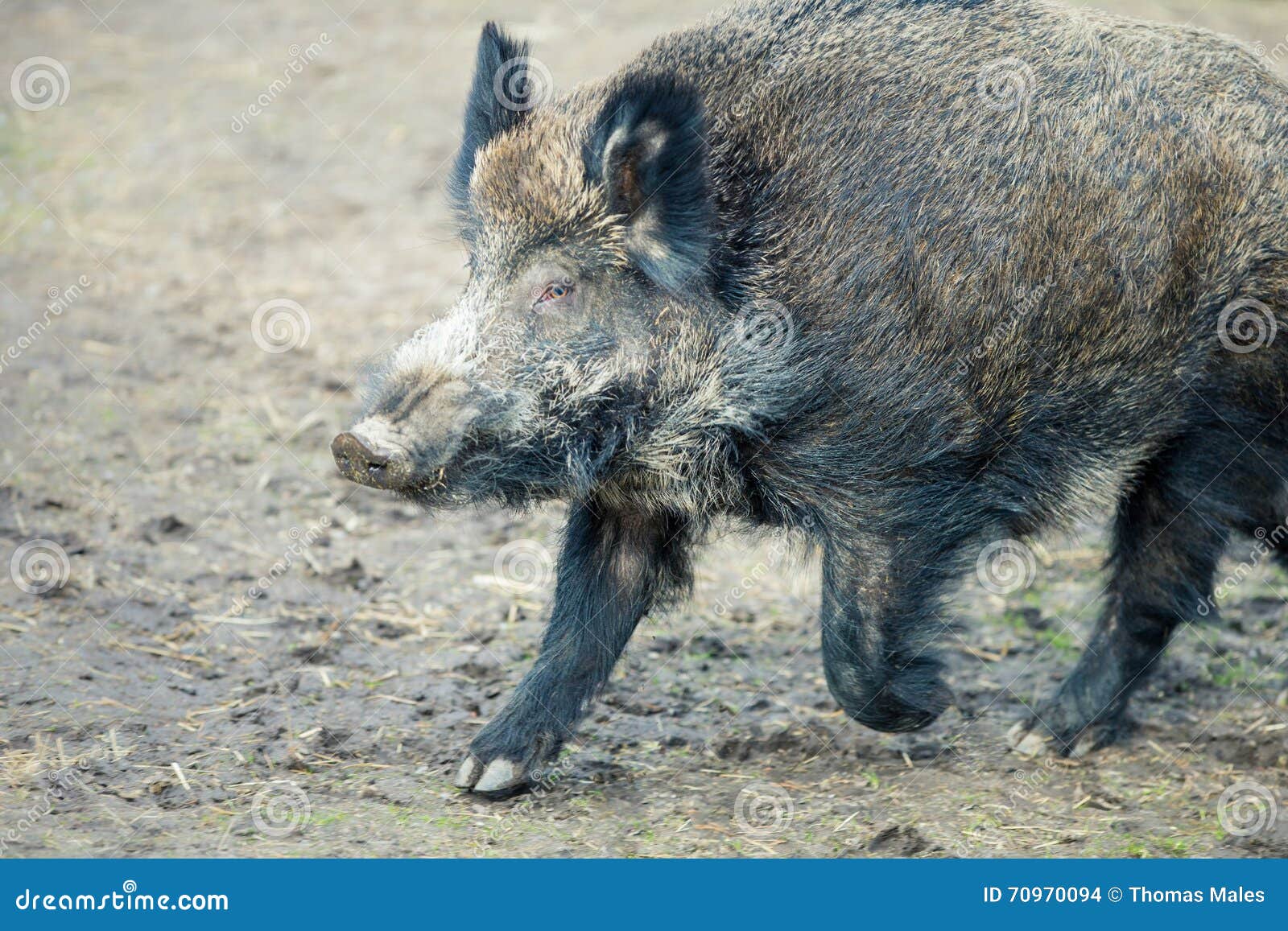 Wild Bore Stock Photos - Royalty Free Images