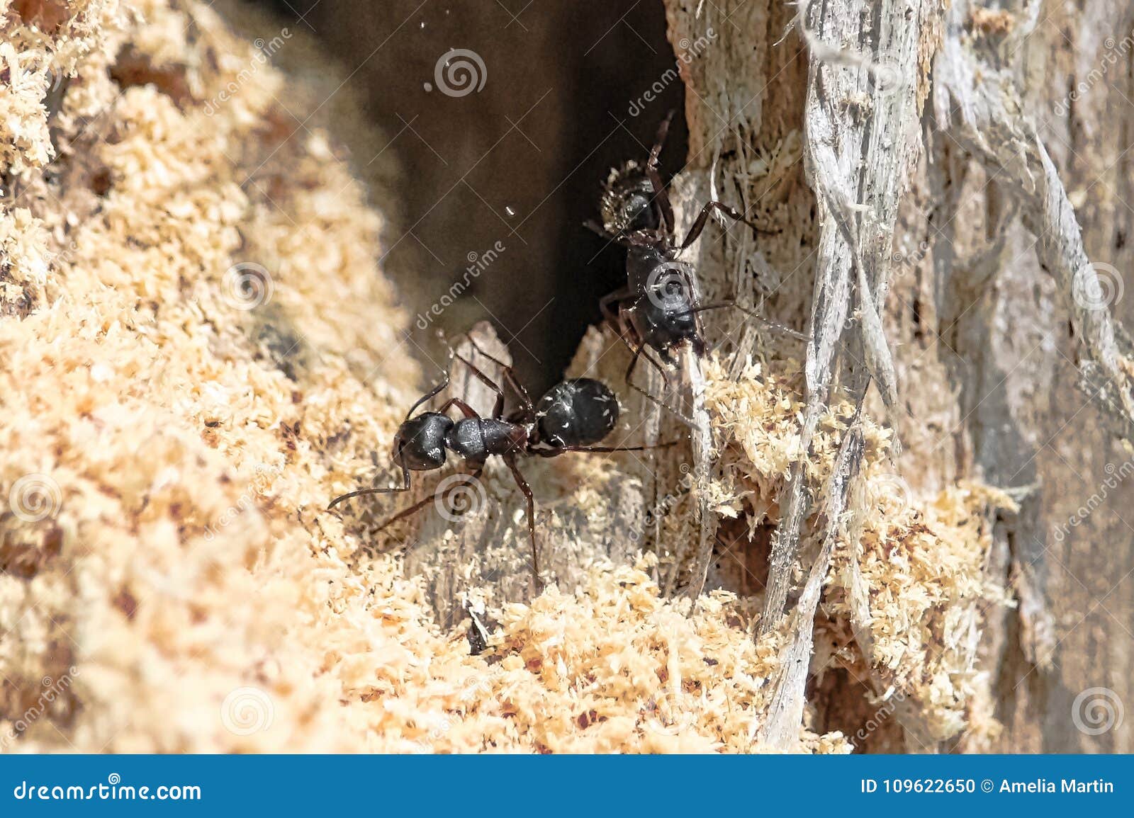 Boreal Carpenter Ants Constructing Their Nest in a Tree Stock Photo ...