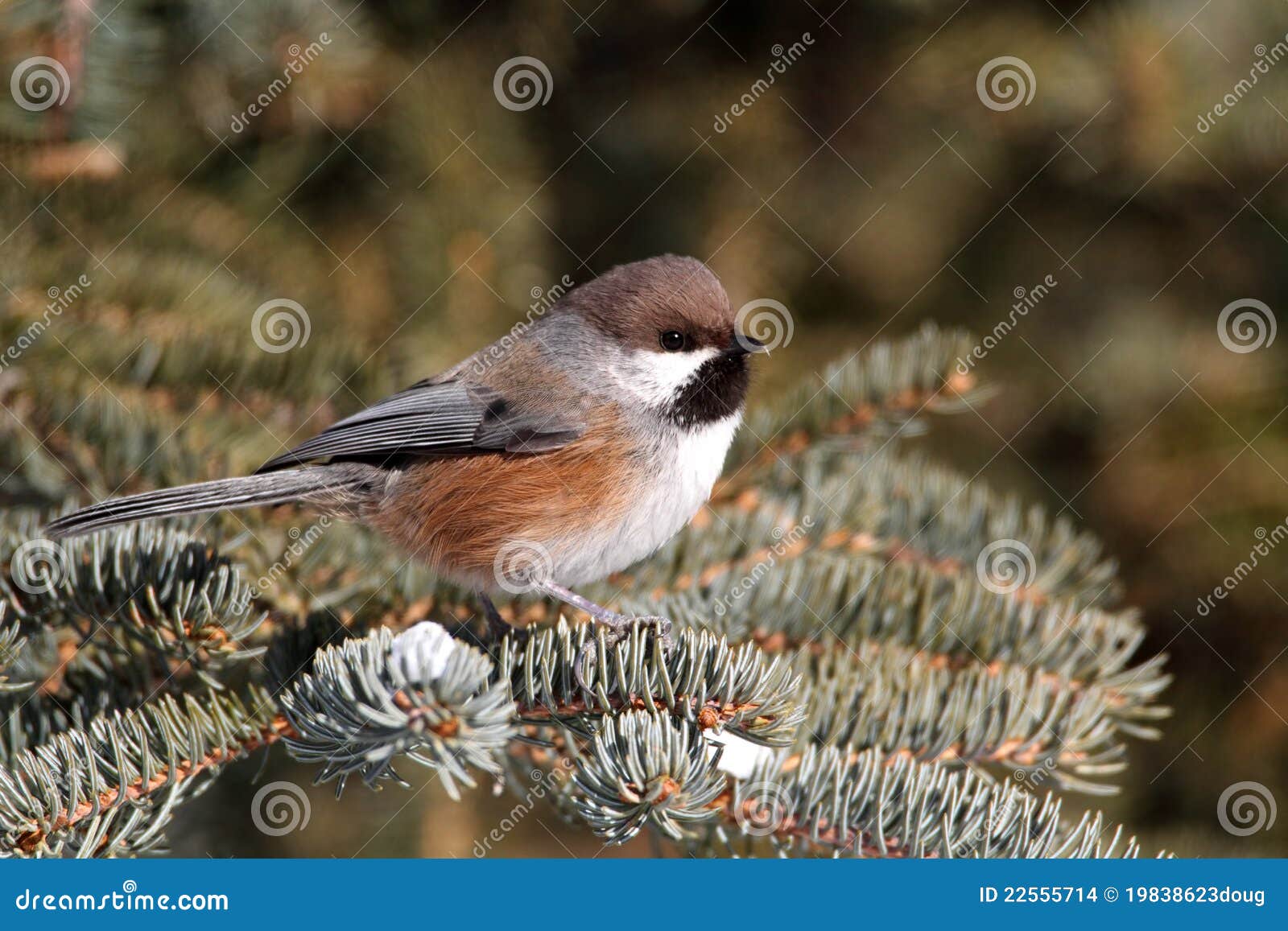 Boreal Chickadee stock photo. Image of chickadee, feather - 22555714