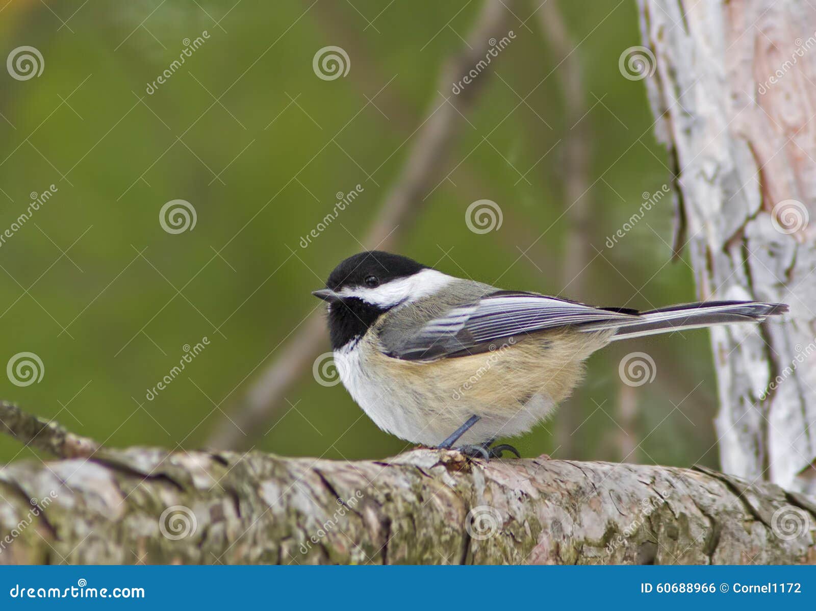 Black-capped Chickadee stock photo. Image of baby, feathers - 60688966