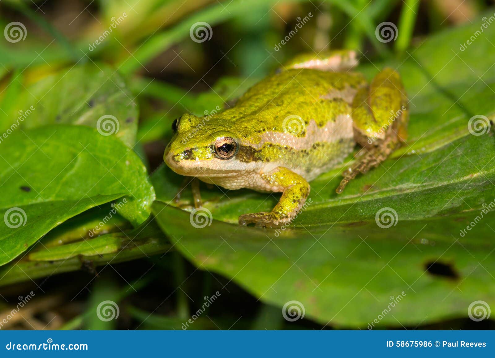 Boreal Chorus Frog - Pseudacris Maculata Stock Photo - Image of ...