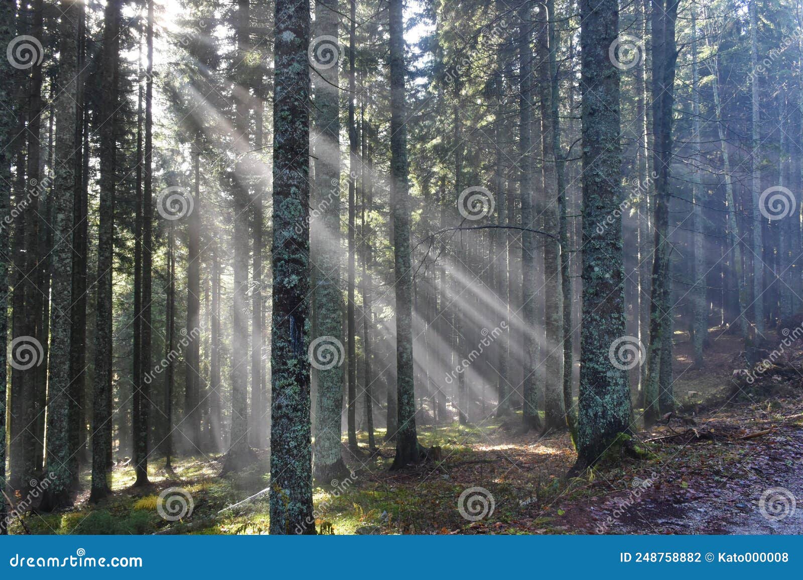 Boreal Conifer Spruce Forest Stock Photo - Image of green, conifer ...