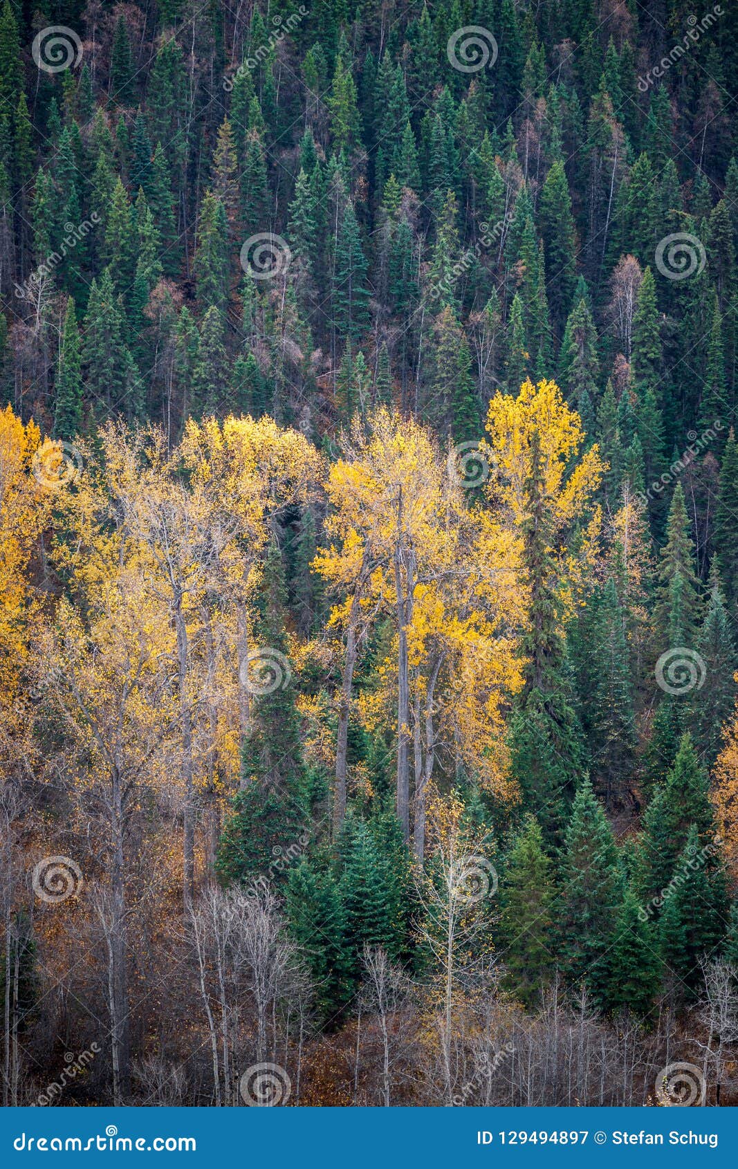 Boreal Forest, Conifers and Poplar Trees Stock Image - Image of blue ...