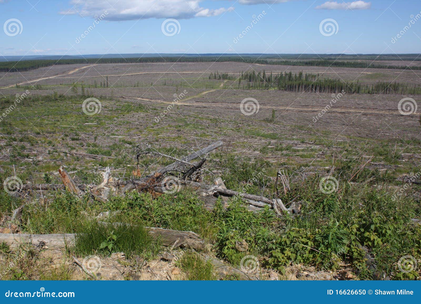 Boreal forest cut block stock photo. Image of seedling - 16626650