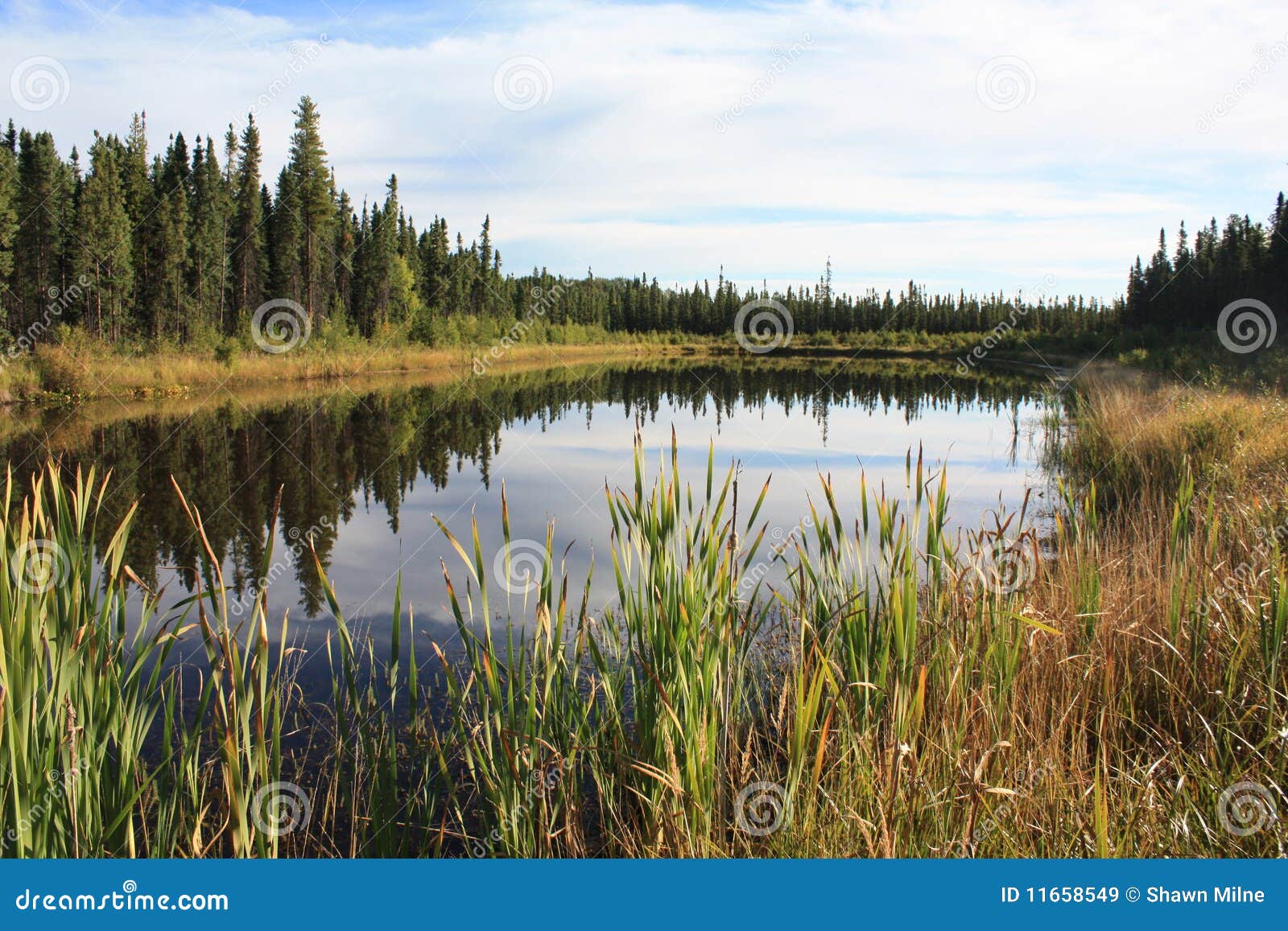 Boreal forest watershed stock image. Image of waterfowl - 11658549
