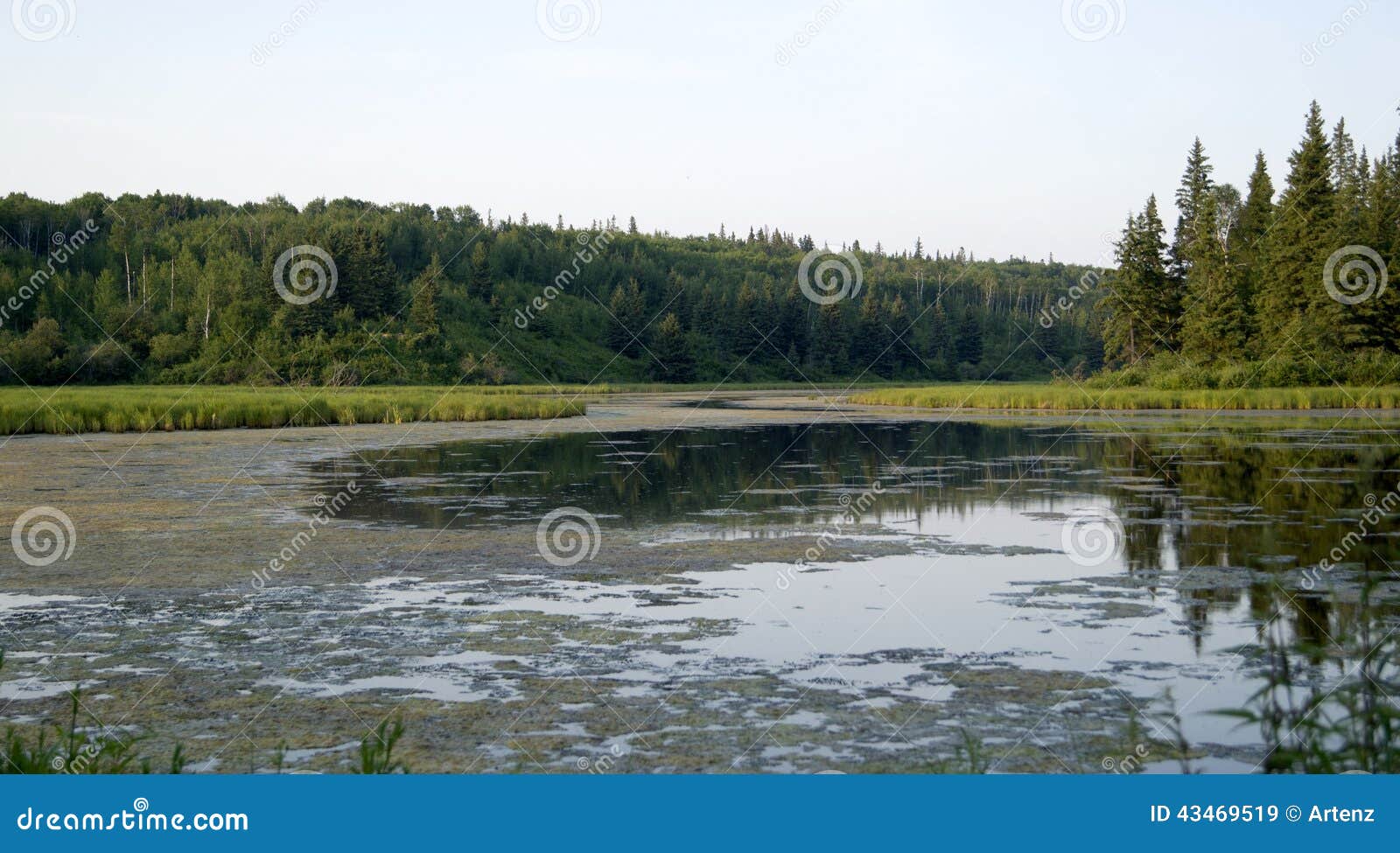 Boreal Forest Watershed stock image. Image of reflect - 43469519