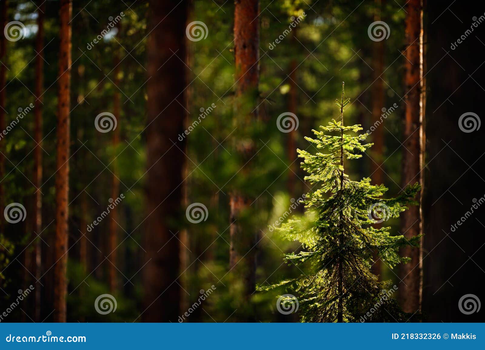 Young Spruce Tree in Boreal Forest Stock Photo - Image of landscape ...