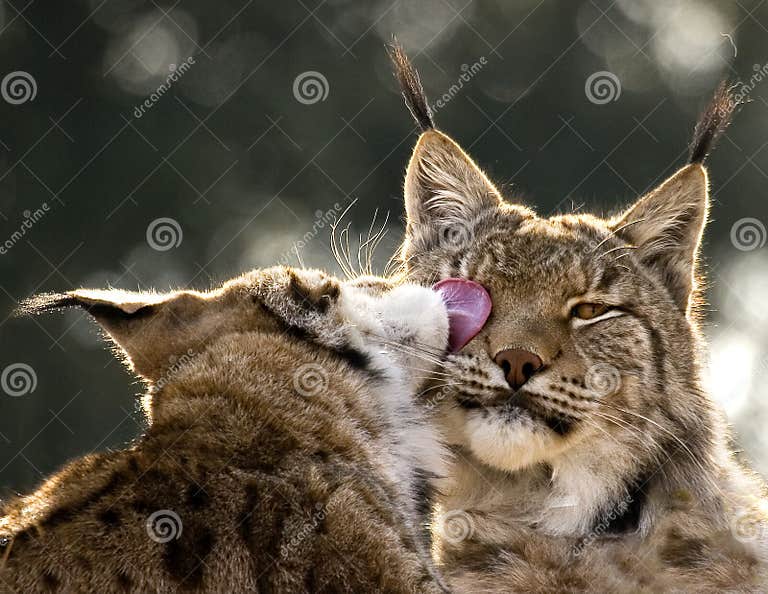 BOREAL LINX stock image. Image of lynx, lick, endangered - 572519