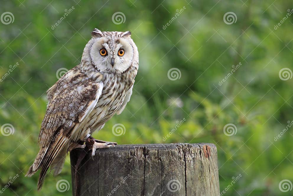 Boreal owl stock image. Image of wood, sparrow, tree - 22828471
