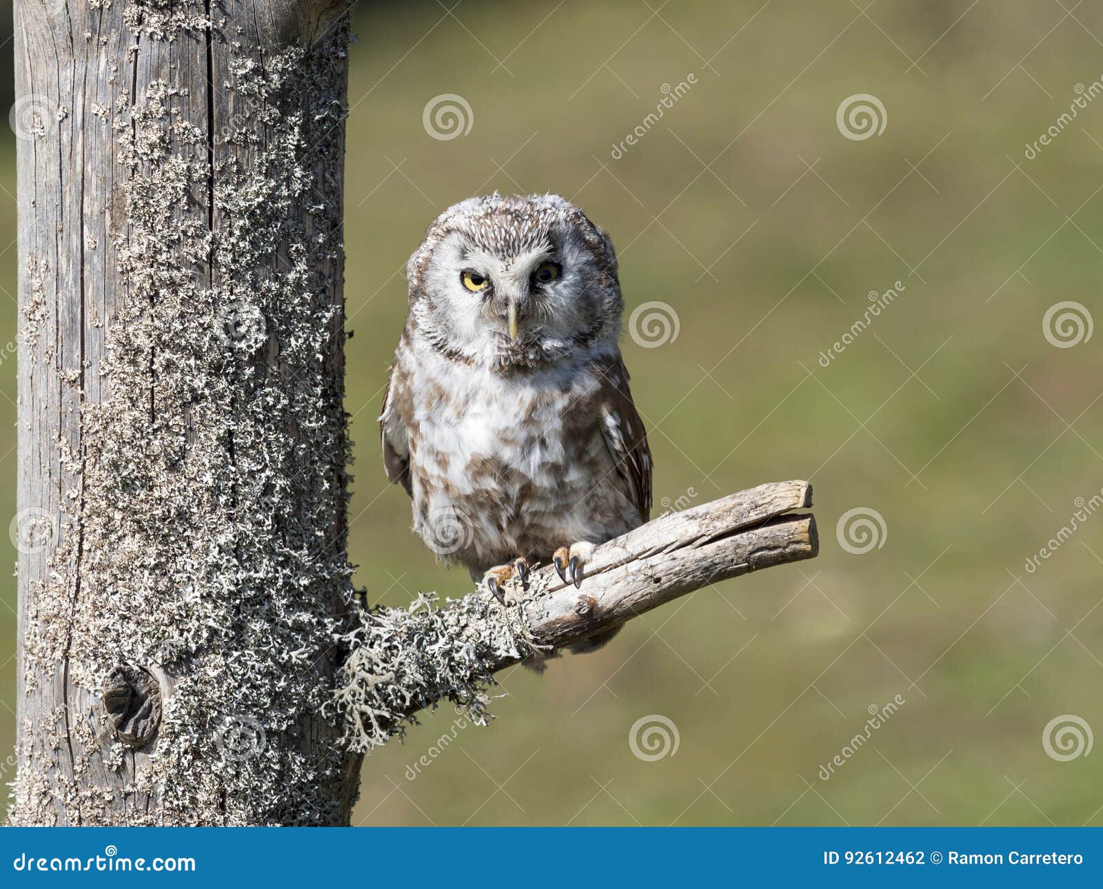 Boreal Owl Aegolius Funereus Perched on a Branch Stock Photo - Image of ...