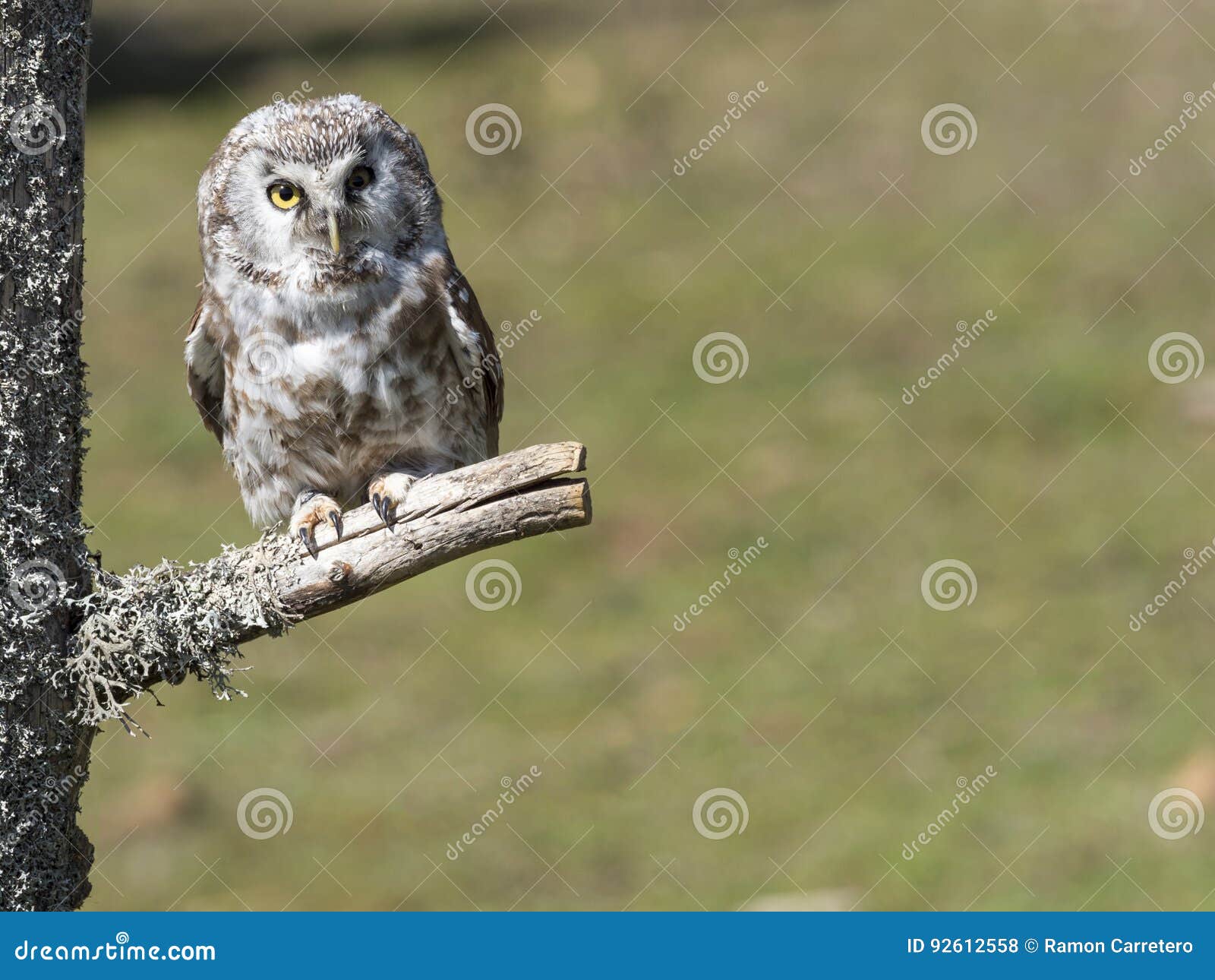 Boreal Owl Aegolius Funereus Perched on a Branch Stock Photo - Image of ...