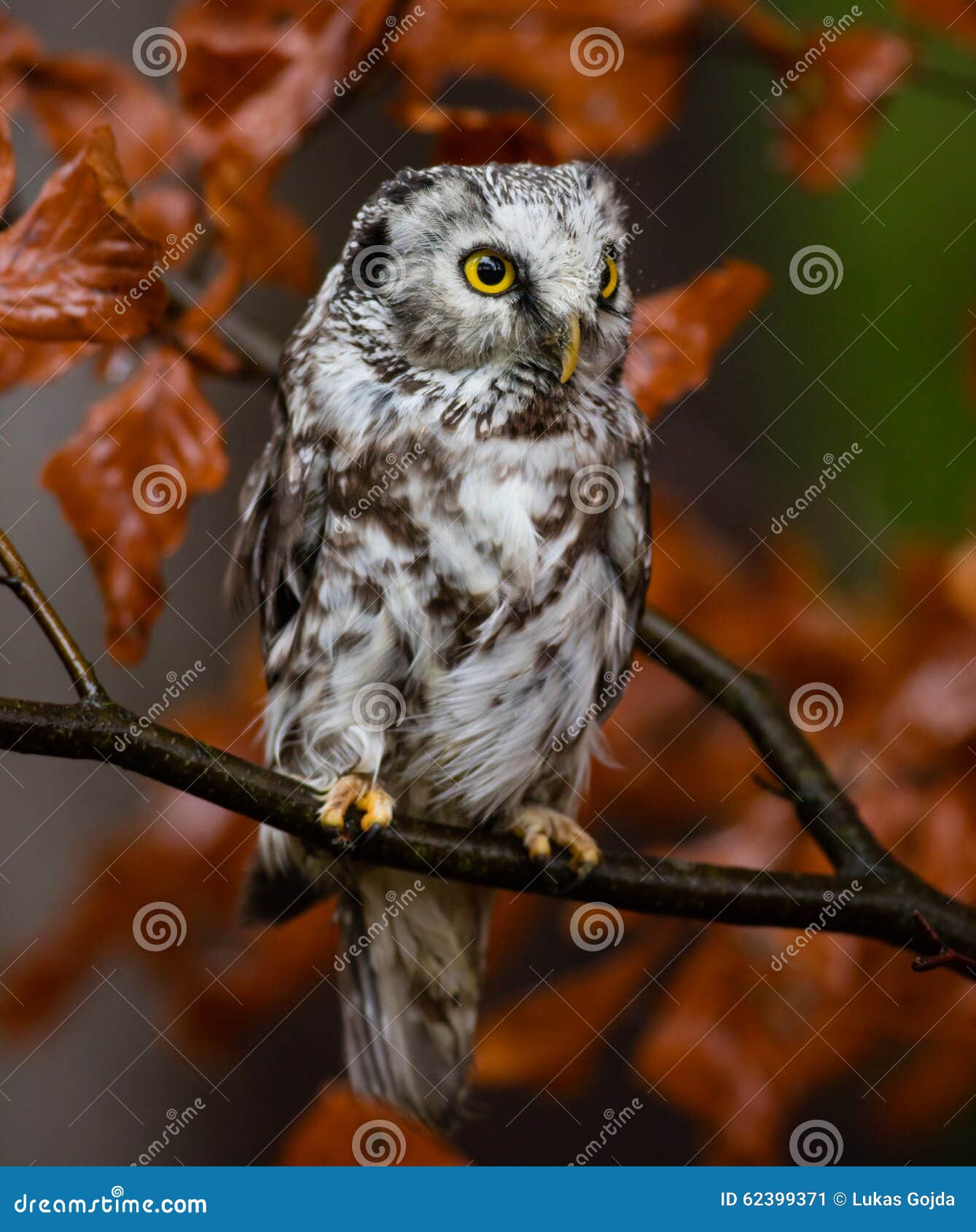 Boreal Owl in the Orange Larch Autumn Tree Stock Image - Image of ...