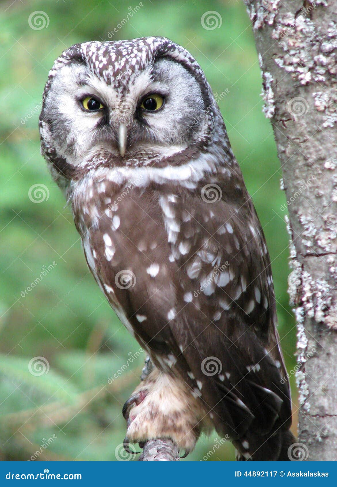 Boreal owl roosting stock image. Image of roosting, white - 44892117