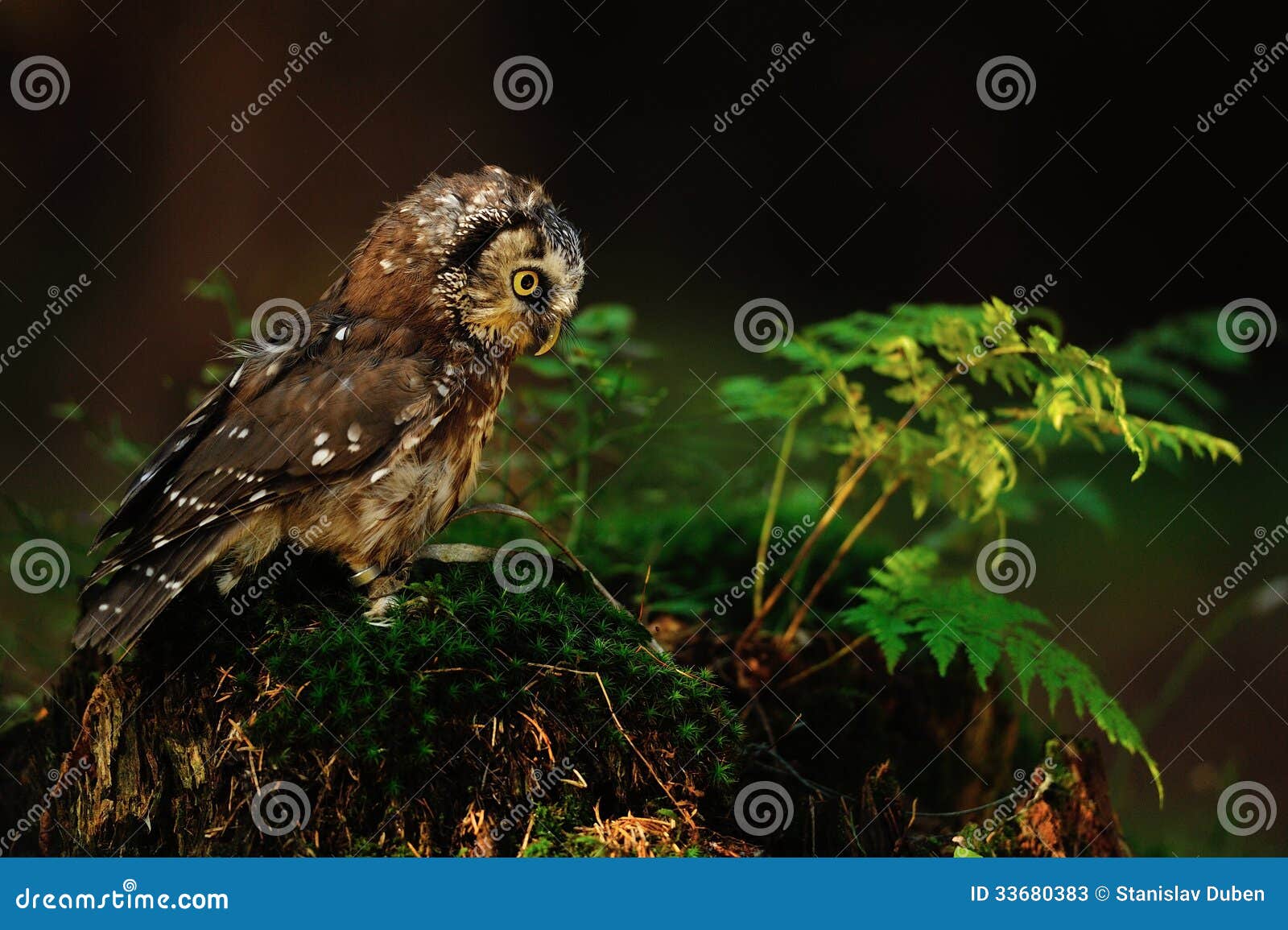Boreal Owl Standing Alertly On The Doorstep Of A Nesting Bog In Finnish ...