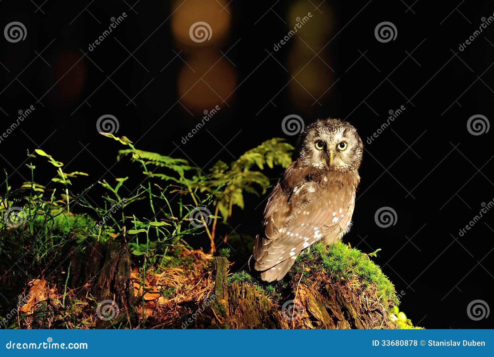 Boreal Owl Standing on the Moss Stock Photo - Image of ornithology ...