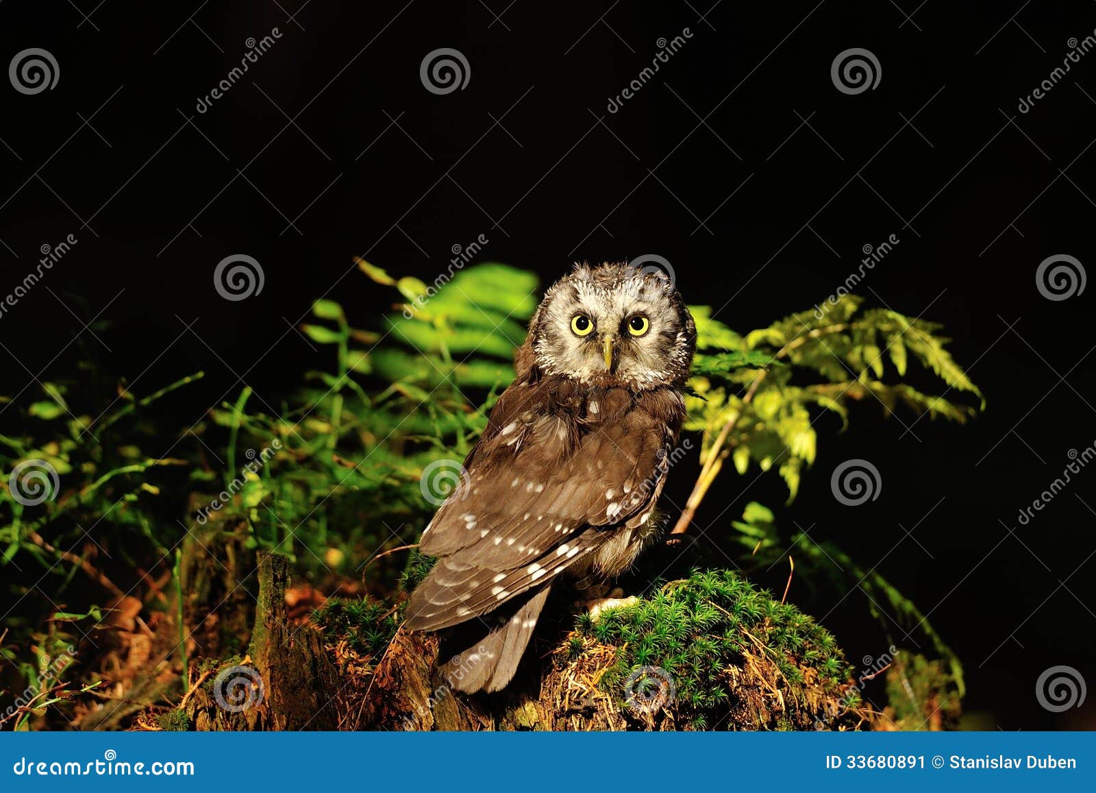 Boreal Owl Standing Moss Stock Photos - Free & Royalty-Free Stock ...