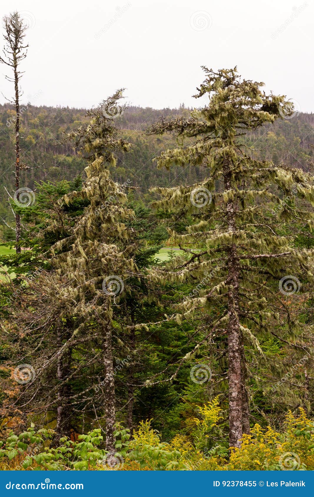 Boreal trees stock image. Image of goldenrod, north, boreal - 92378455