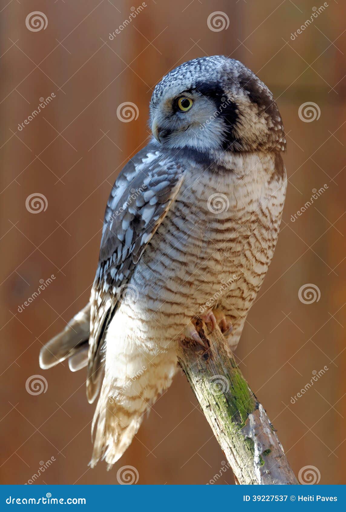 Boreale Uil stock afbeelding. Image of dier, zoölogisch - 39227537