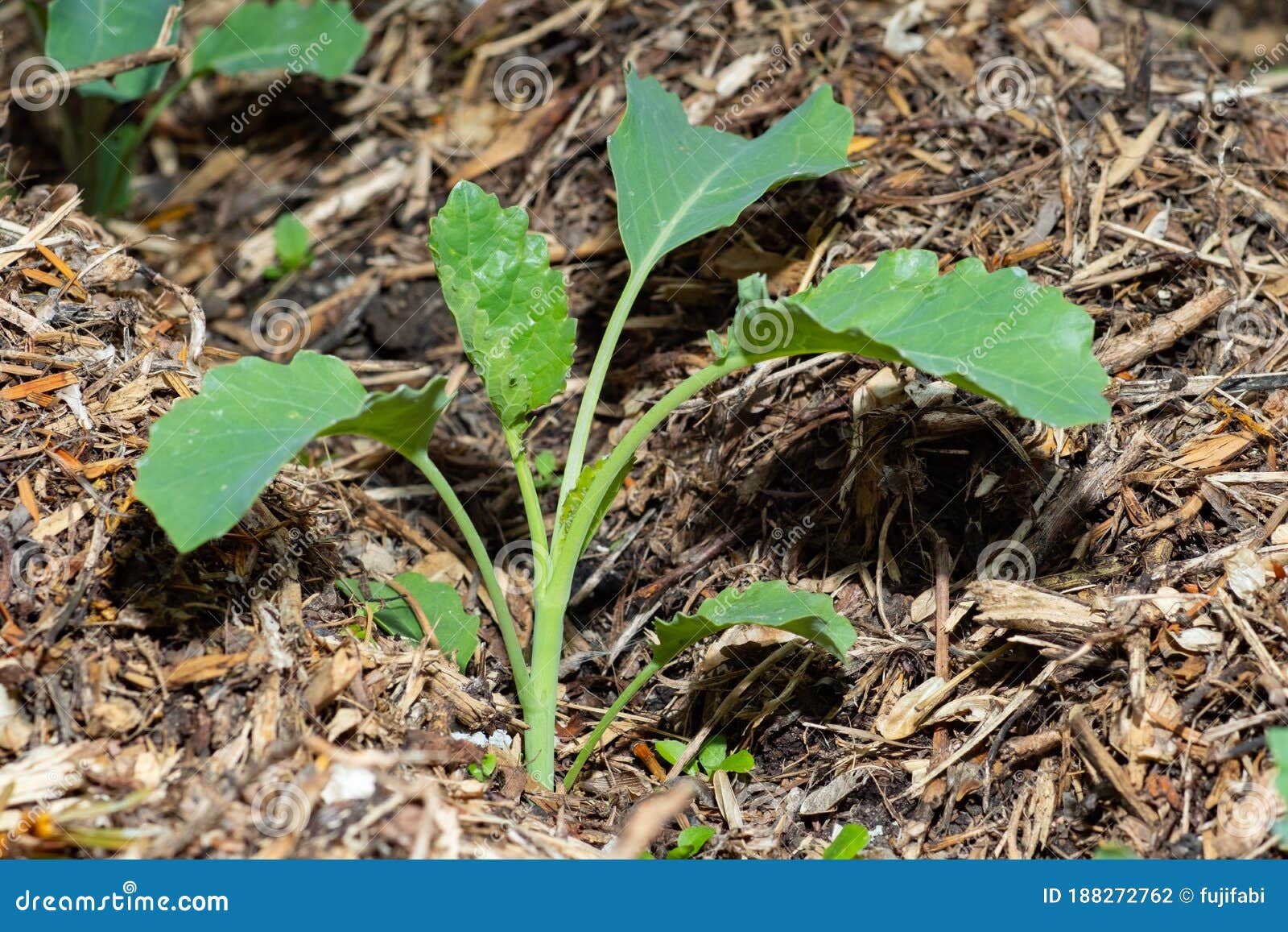 Borecole seedling stock photo. Image of curly, stem - 188272762
