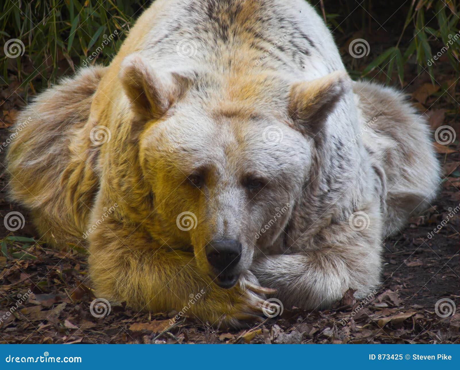 Bored stock image. Image of relaxed, bear, brown, mammal - 873425