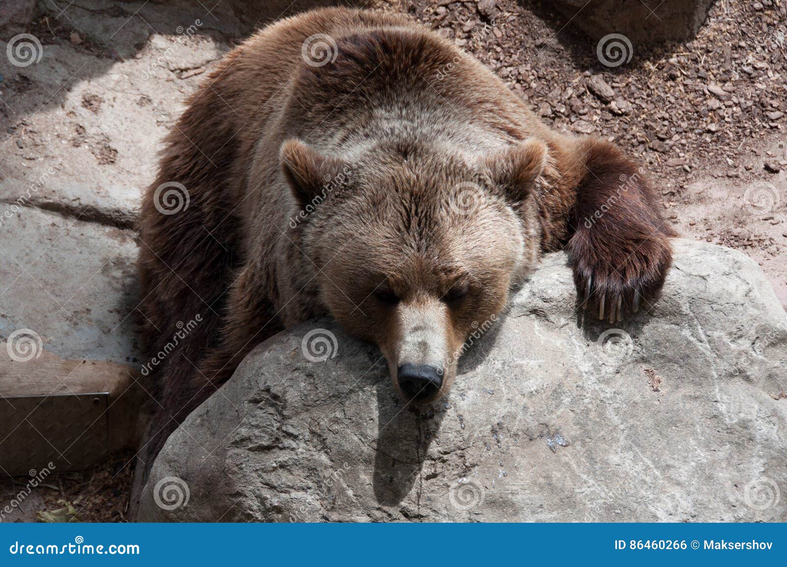 Bored brown bear in Zoo stock photo. Image of claws, farm - 86460266