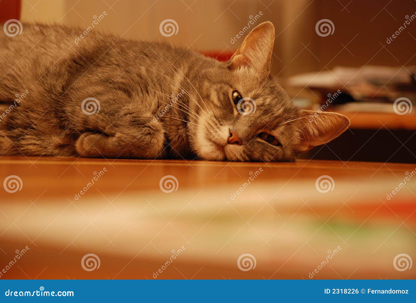 Bored Cat stock photo. Image of imagine, thirsty, bored - 2318226
